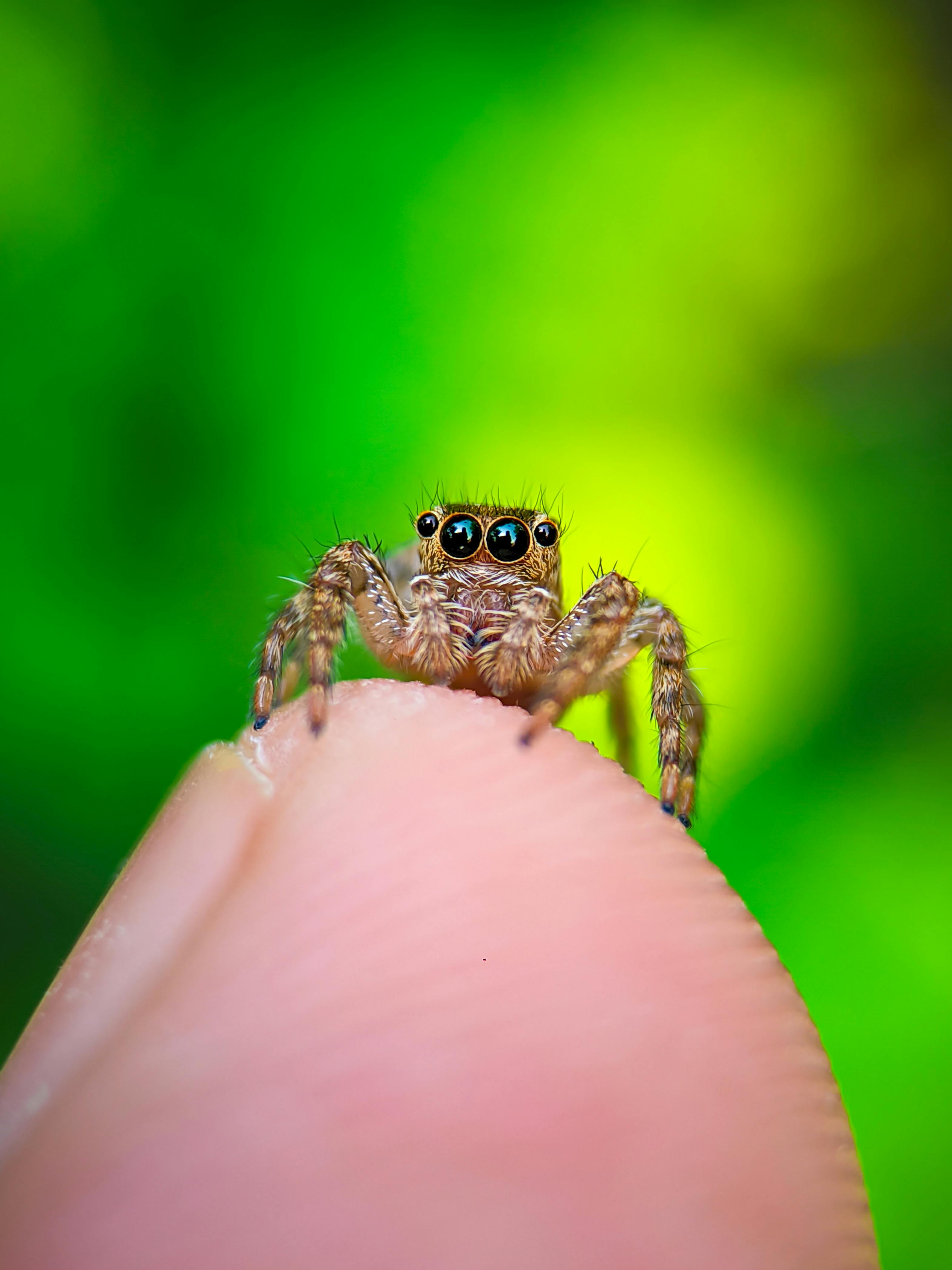 A Spider on a Finger · Free Stock Photo
