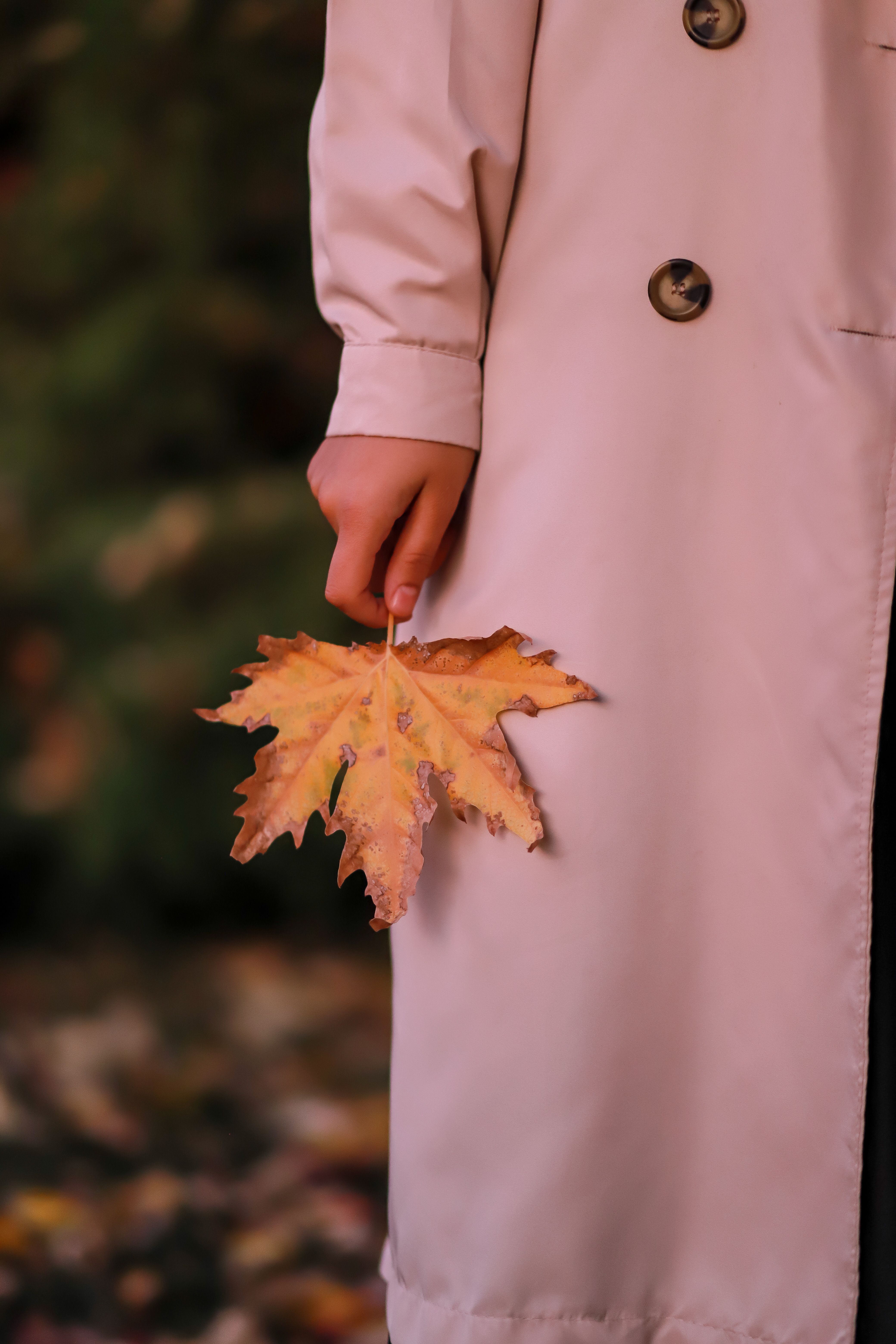 Hand Holding Autumn Leaf · Free Stock Photo