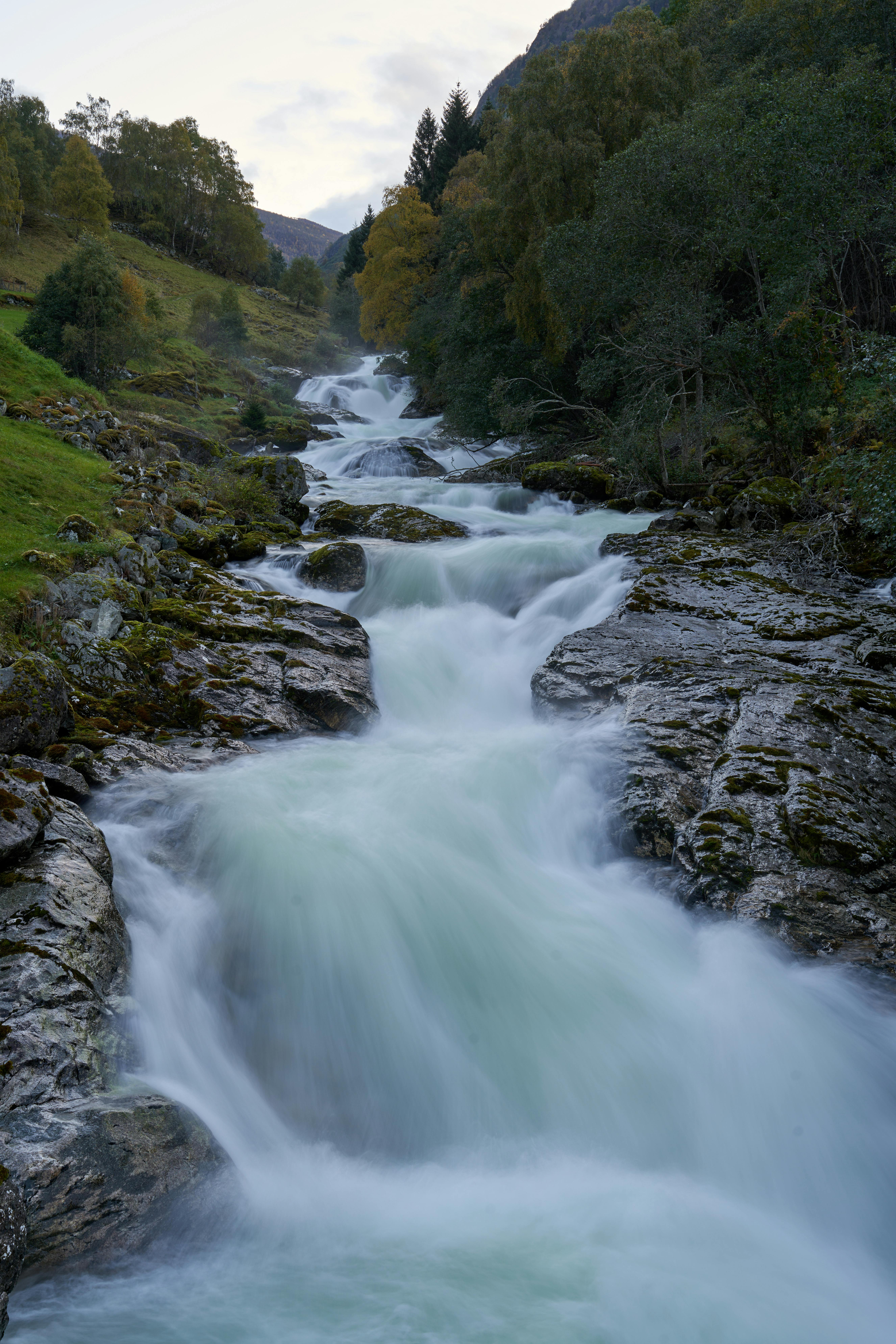 Mountain Stream and Trees · Free Stock Photo