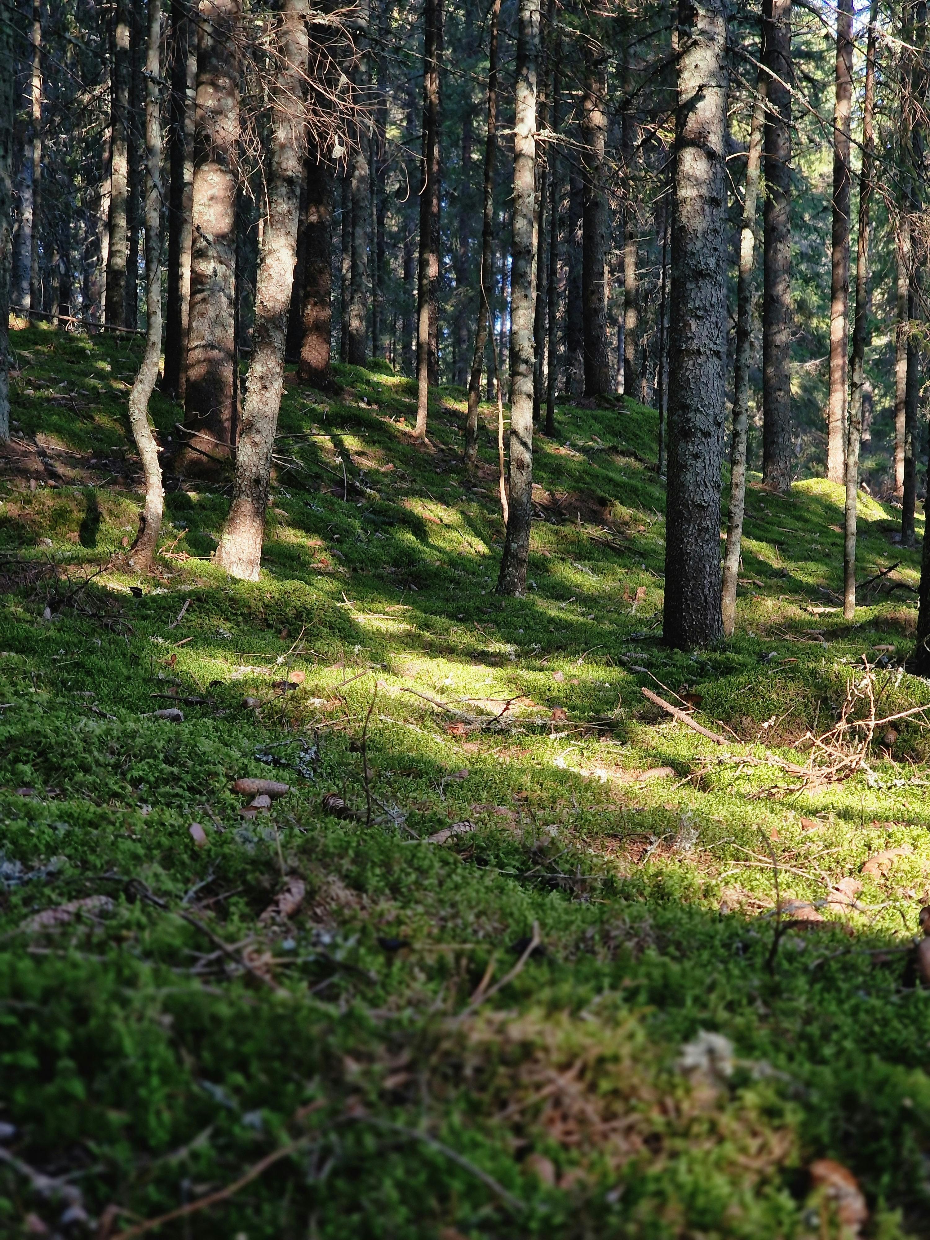 Nature Sunlight Photos, Download The BEST Free Nature Sunlight Stock ...