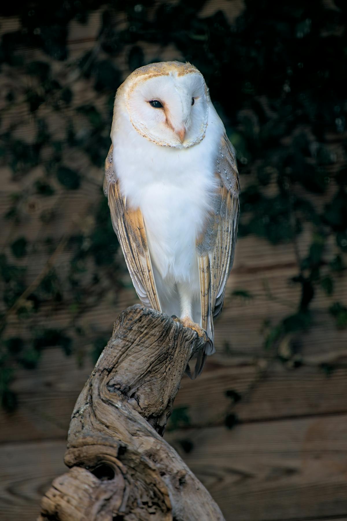 Barn Owl Photos, Download The BEST Free Barn Owl Stock Photos & HD Images