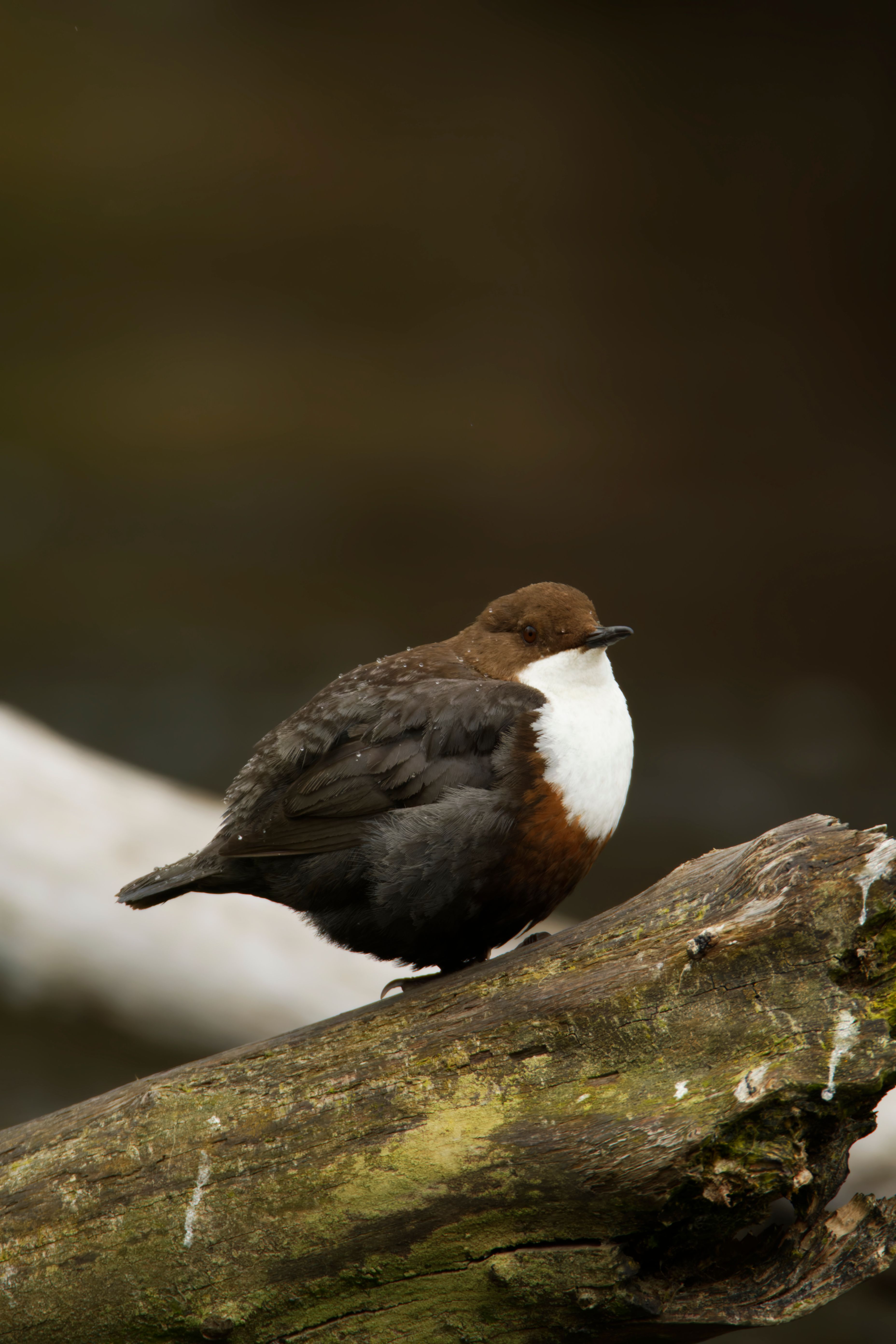Close-up of Dipper Sitting on Tree Branch · Free Stock Photo