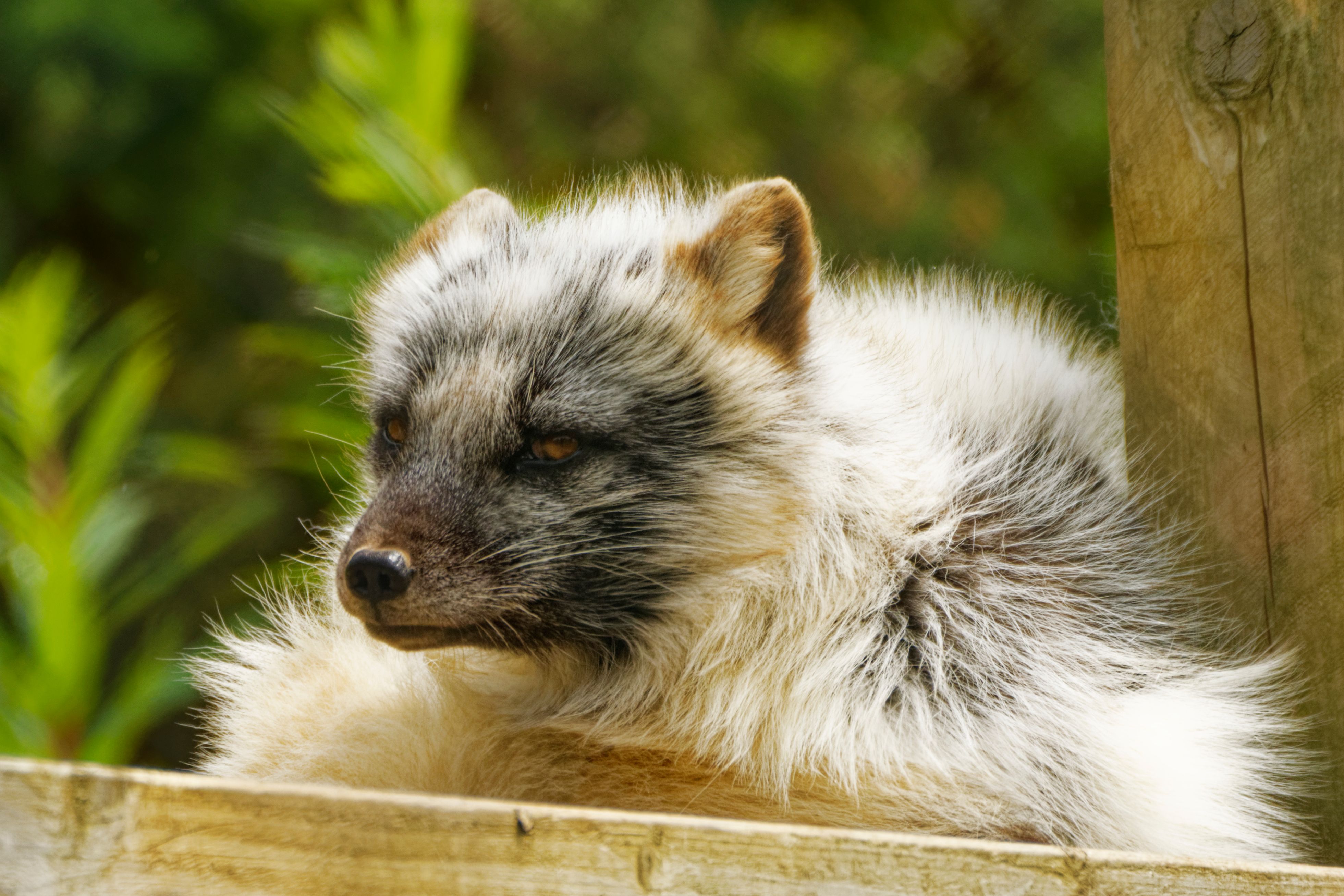 Arctic Fox Photos, Download The BEST Free Arctic Fox Stock Photos & HD ...