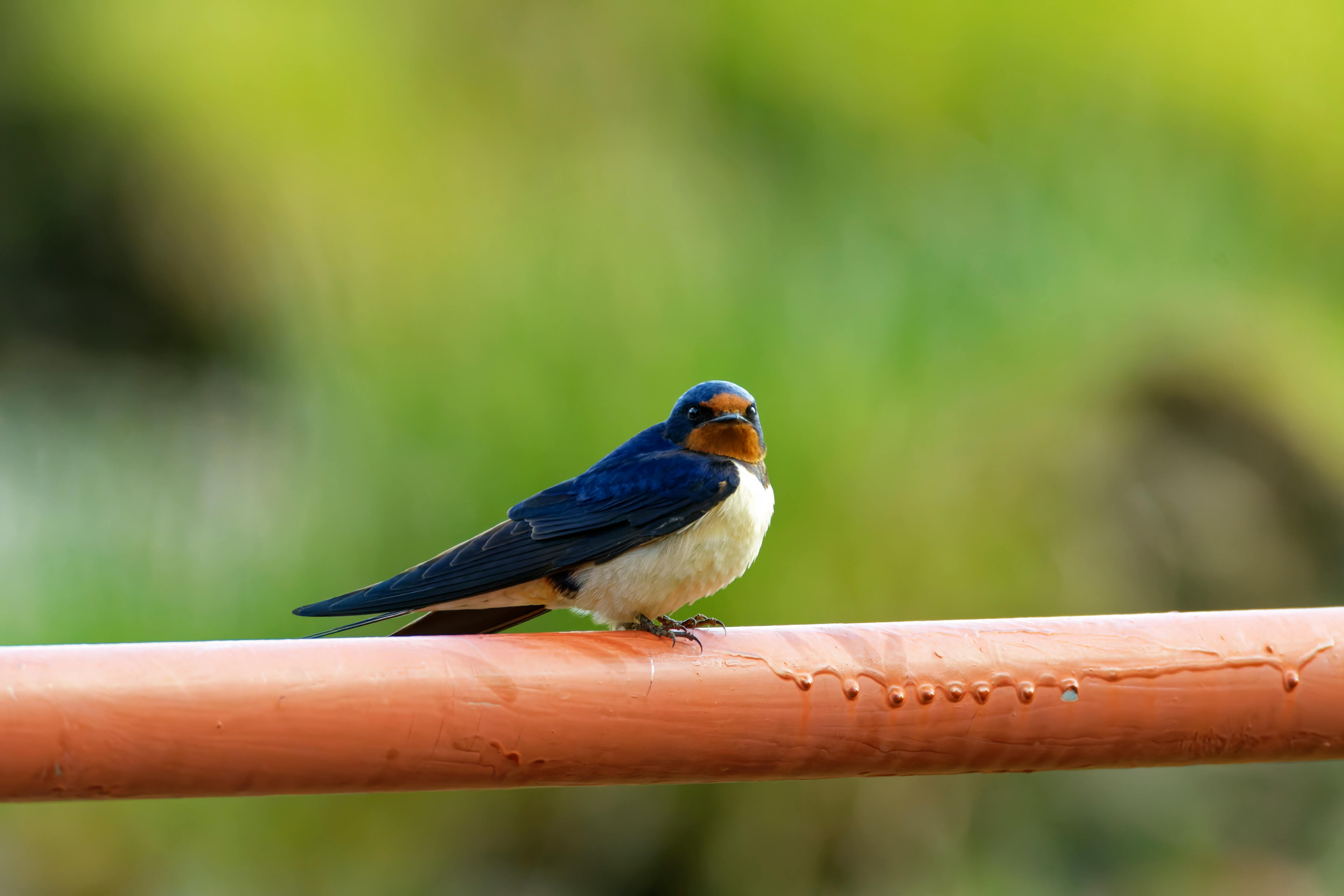 Flying Barn Swallow · Free Stock Photo