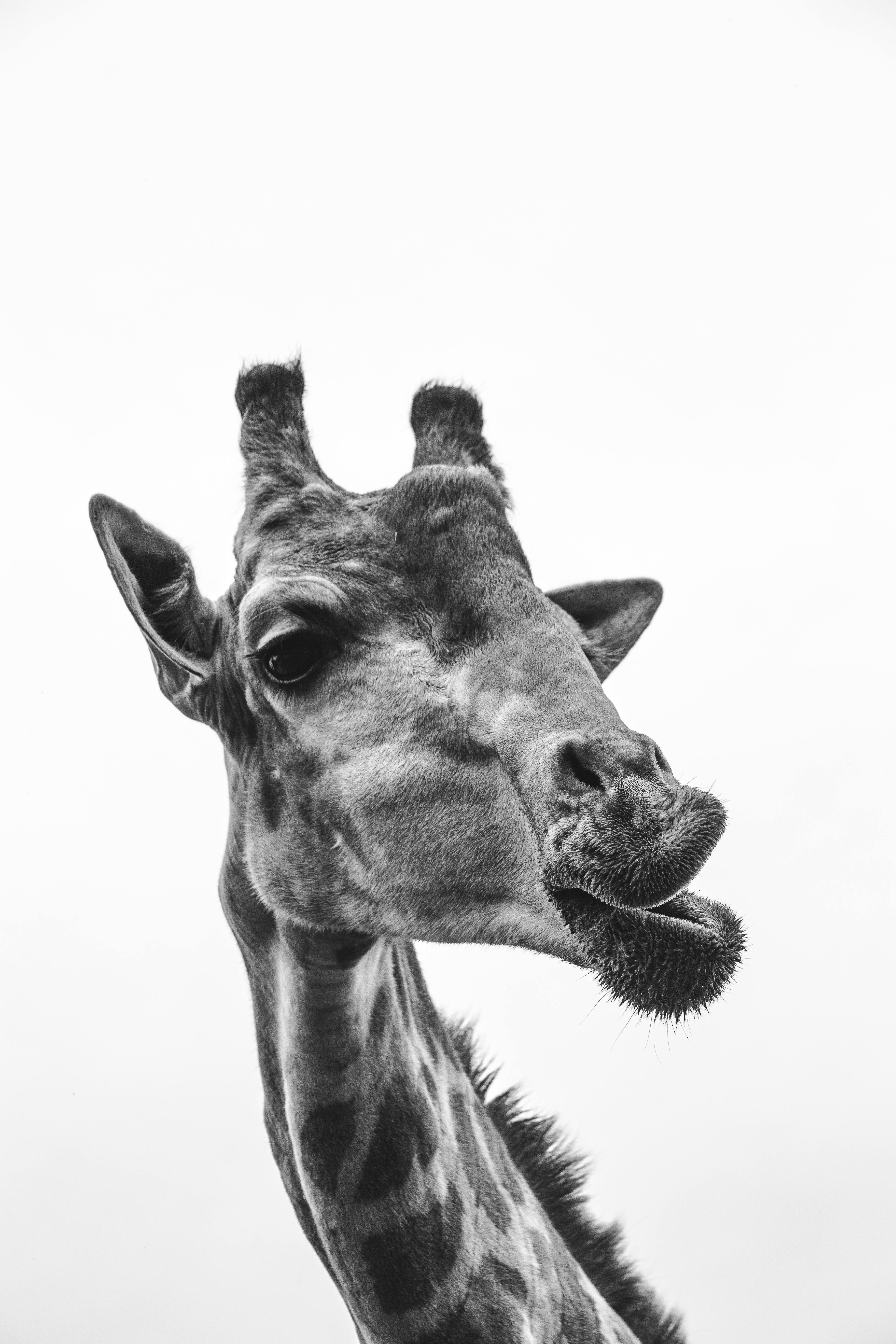 Giraffe Felled By Lions Photos, Download The BEST Free Giraffe Felled ...