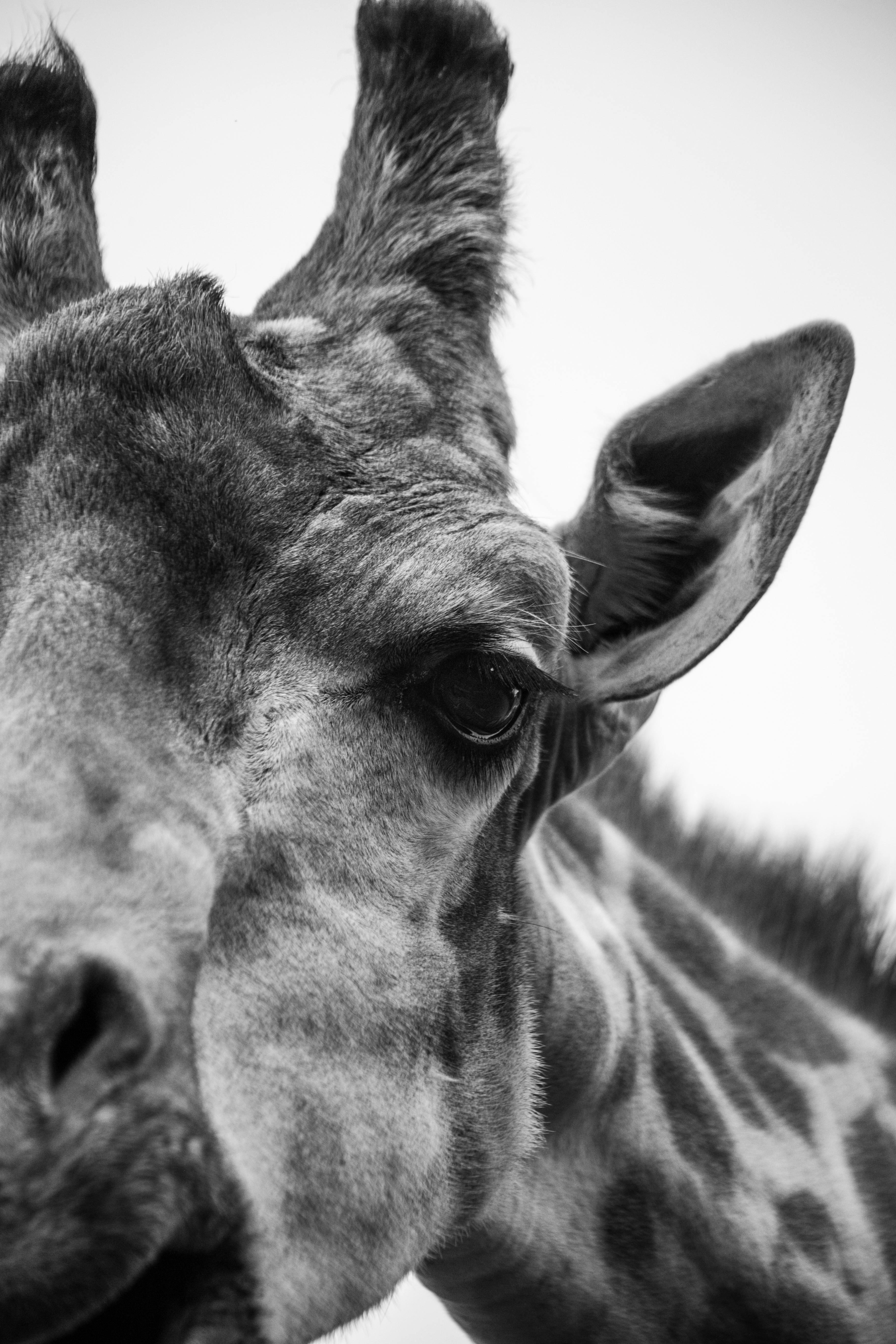 Giraffe Felled By Lions Photos, Download The BEST Free Giraffe Felled ...