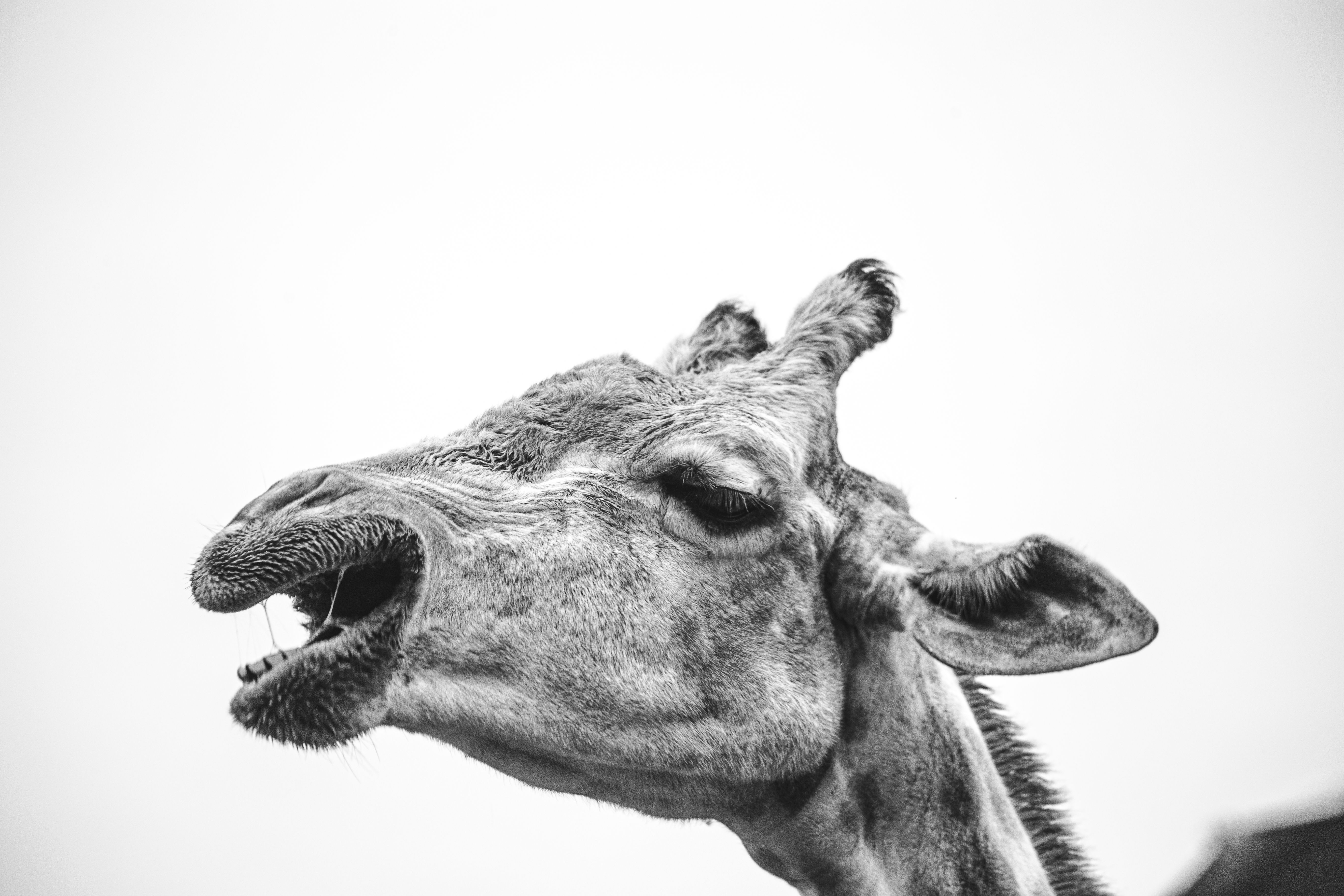 Giraffe Bending Photos, Download The BEST Free Giraffe Bending Stock ...