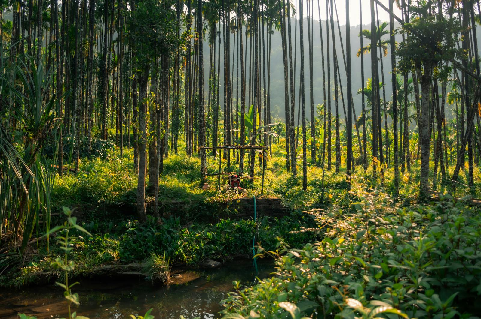 Rainforest Swamp Photos, Download The BEST Free Rainforest Swamp Stock ...