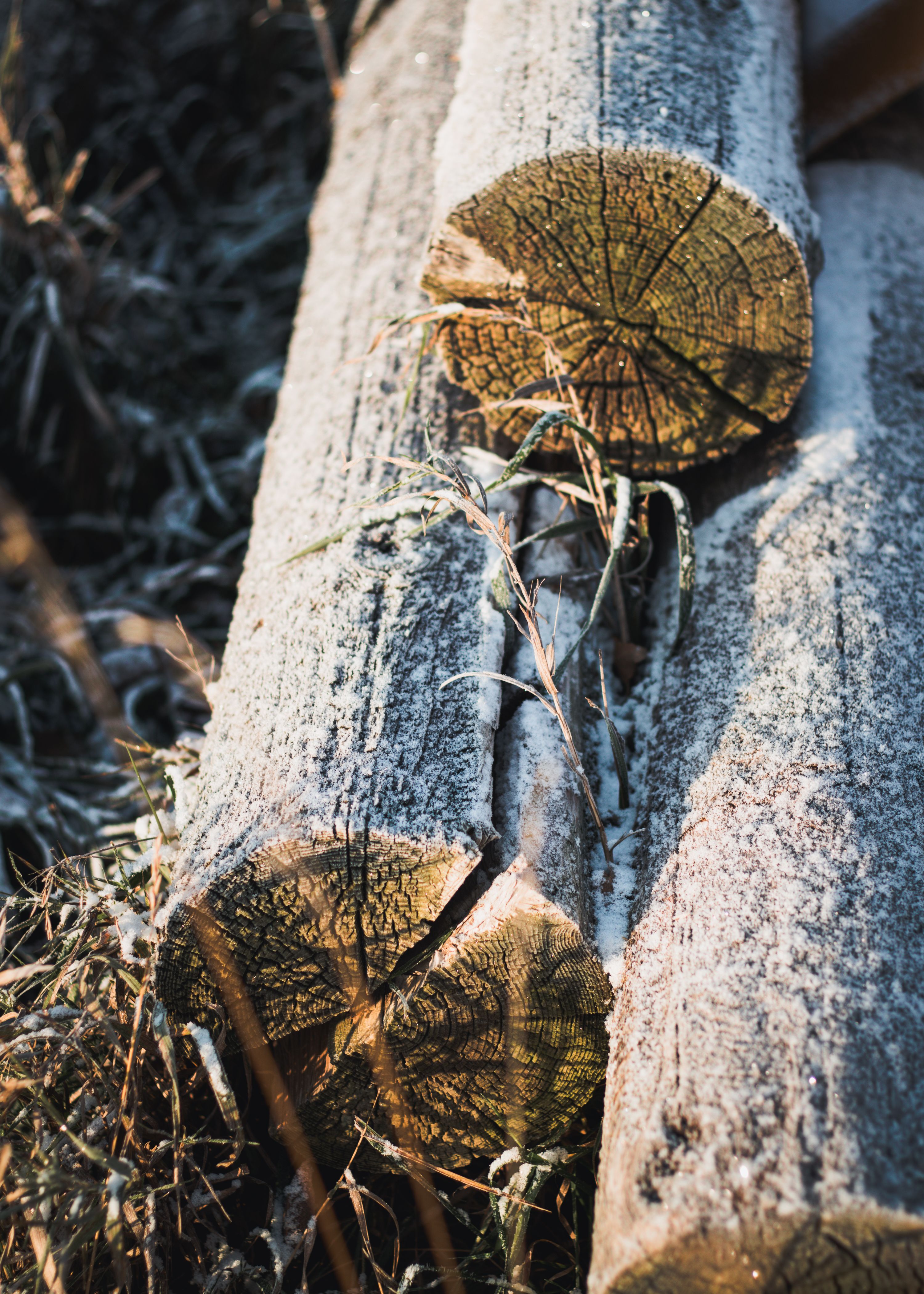 Aspen Tree Logs Photos, Download The BEST Free Aspen Tree Logs Stock ...