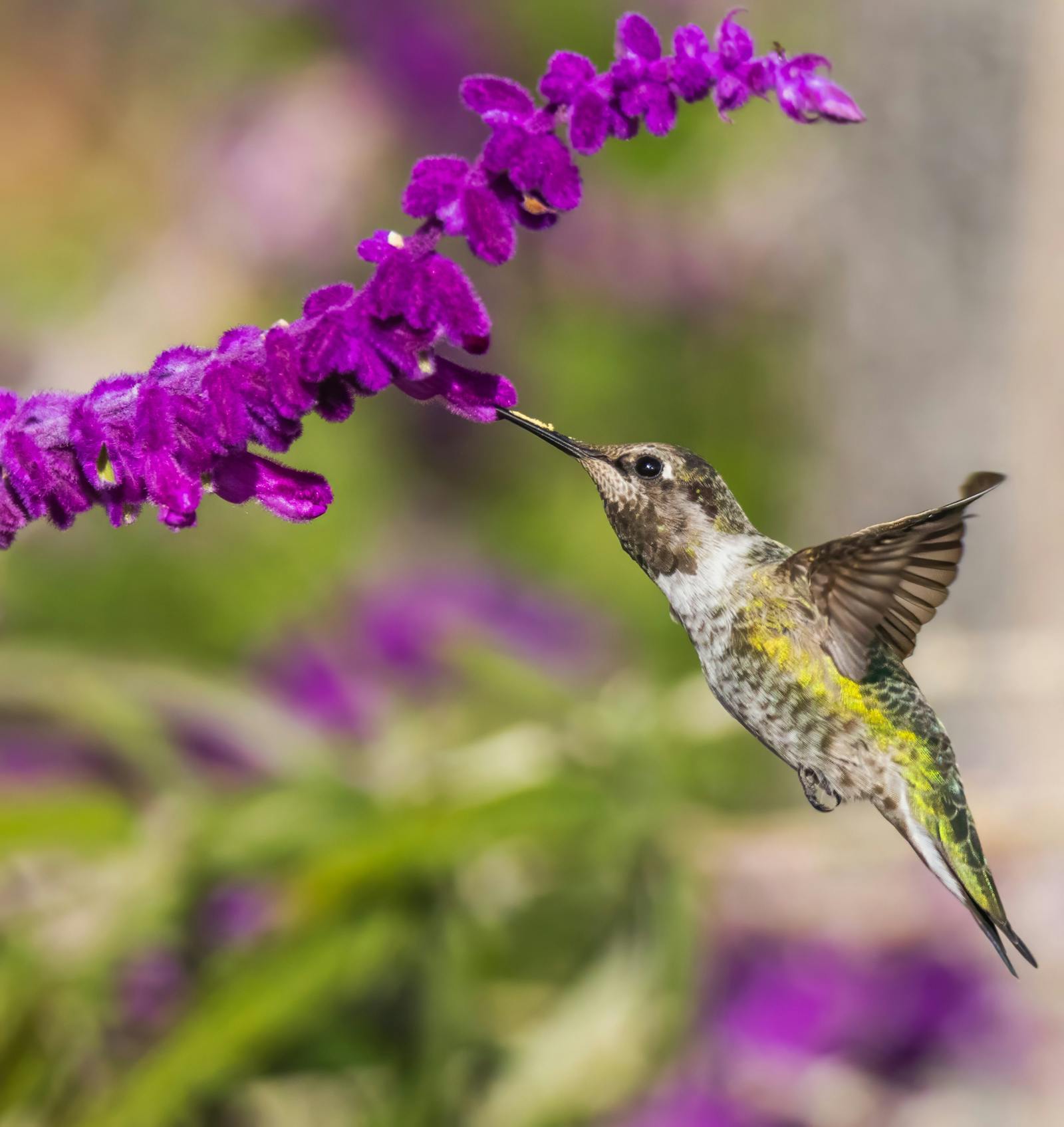 Hummingbird Eating Photos, Download The BEST Free Hummingbird Eating ...
