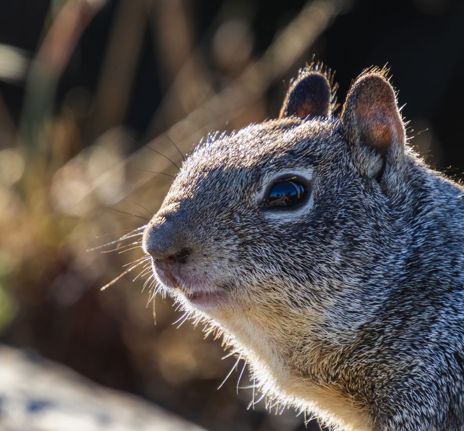 California Ground Squirrel Photos, Download The BEST Free California ...