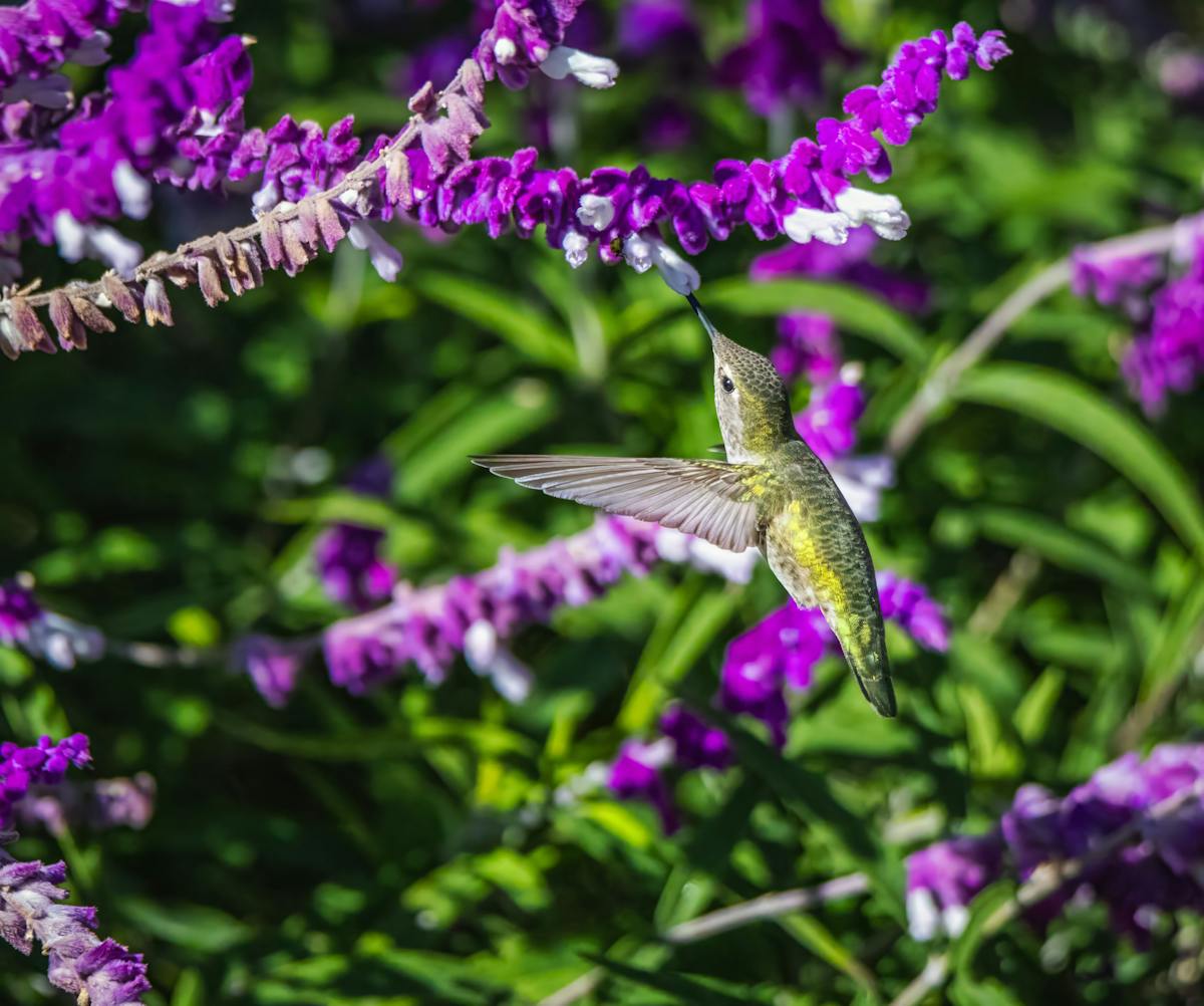 Purple Hummingbird Photos, Download The BEST Free Purple Hummingbird ...