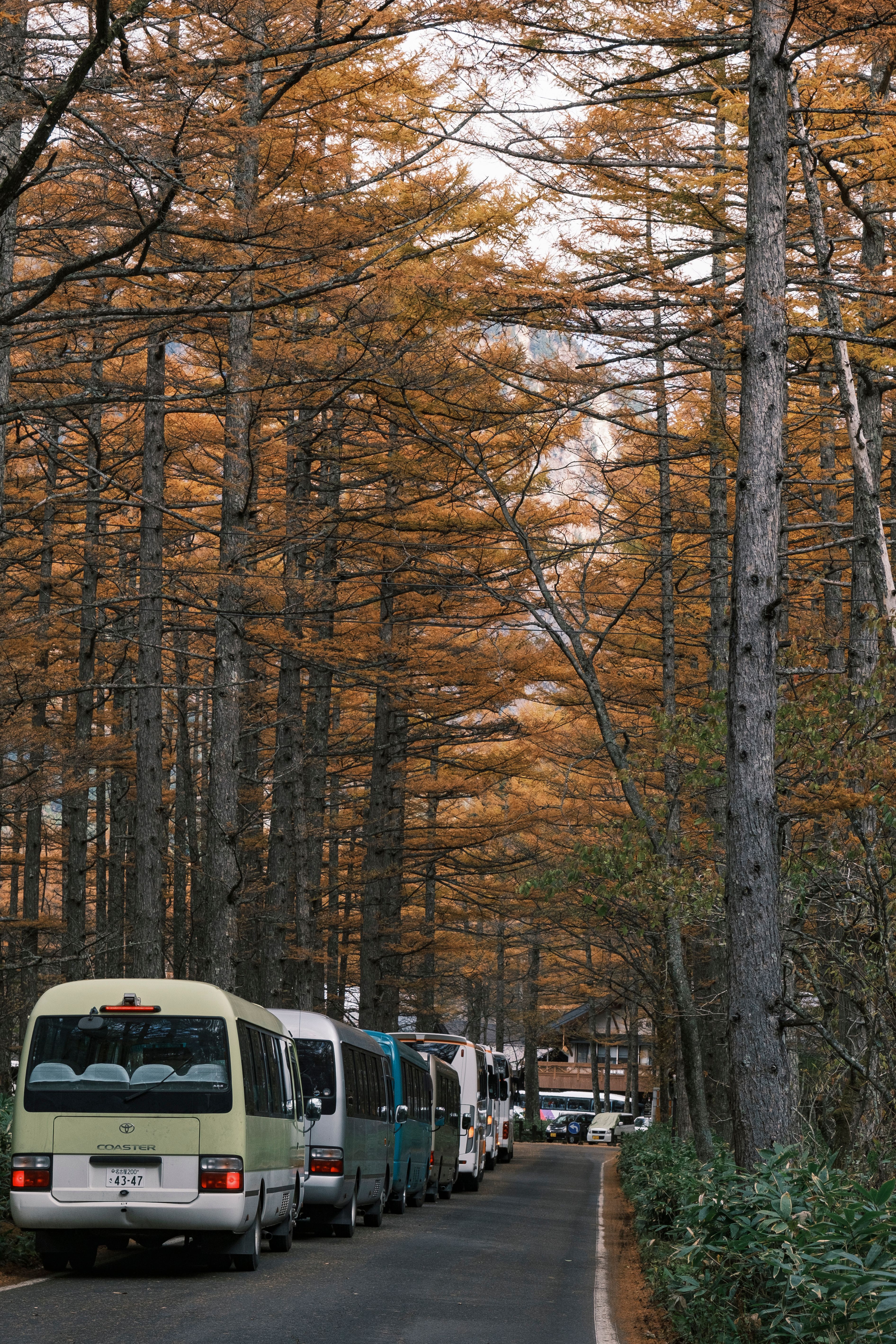 Buses in Traffic Jam in Forest · Free Stock Photo