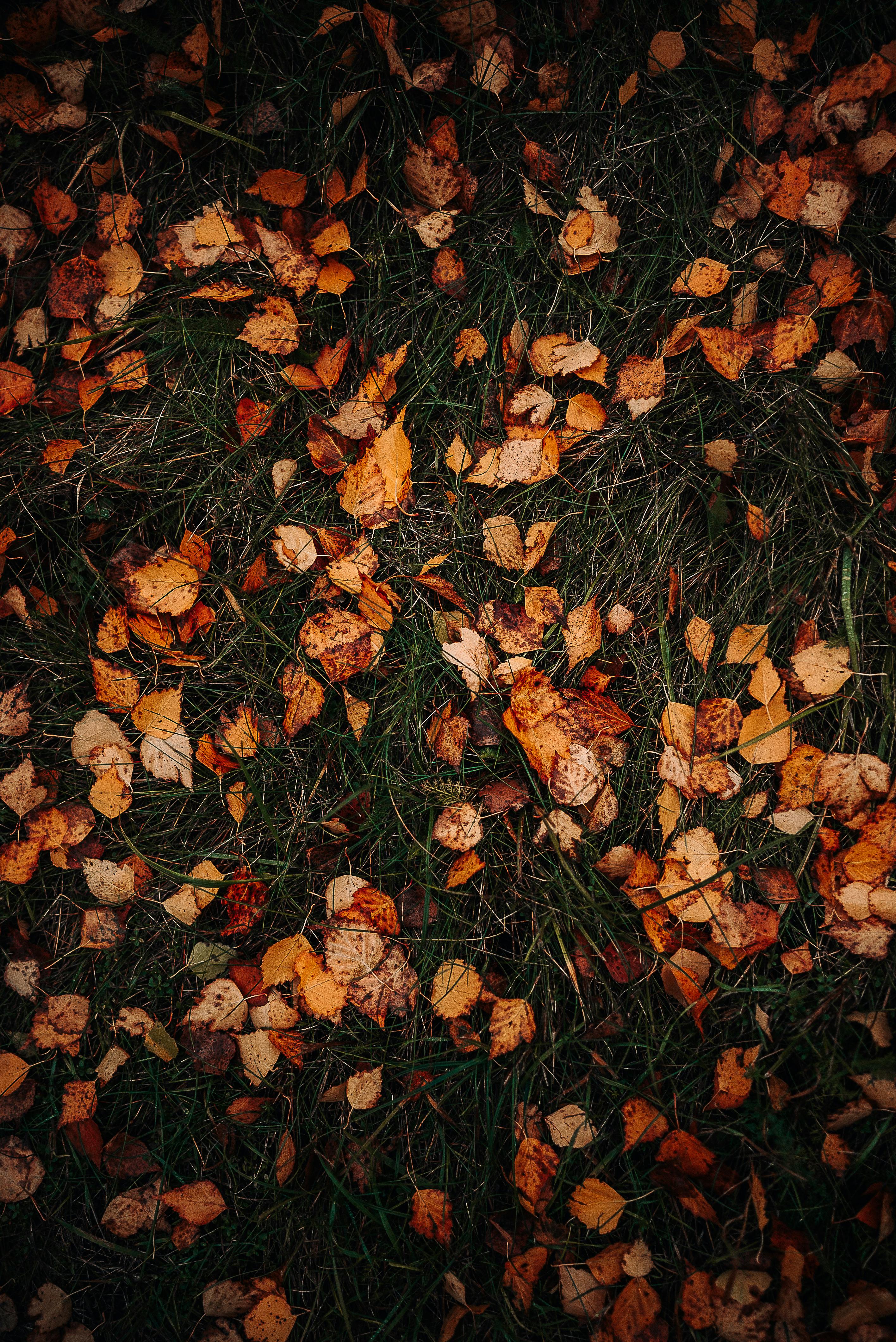 Autumn Leaves on Ground · Free Stock Photo