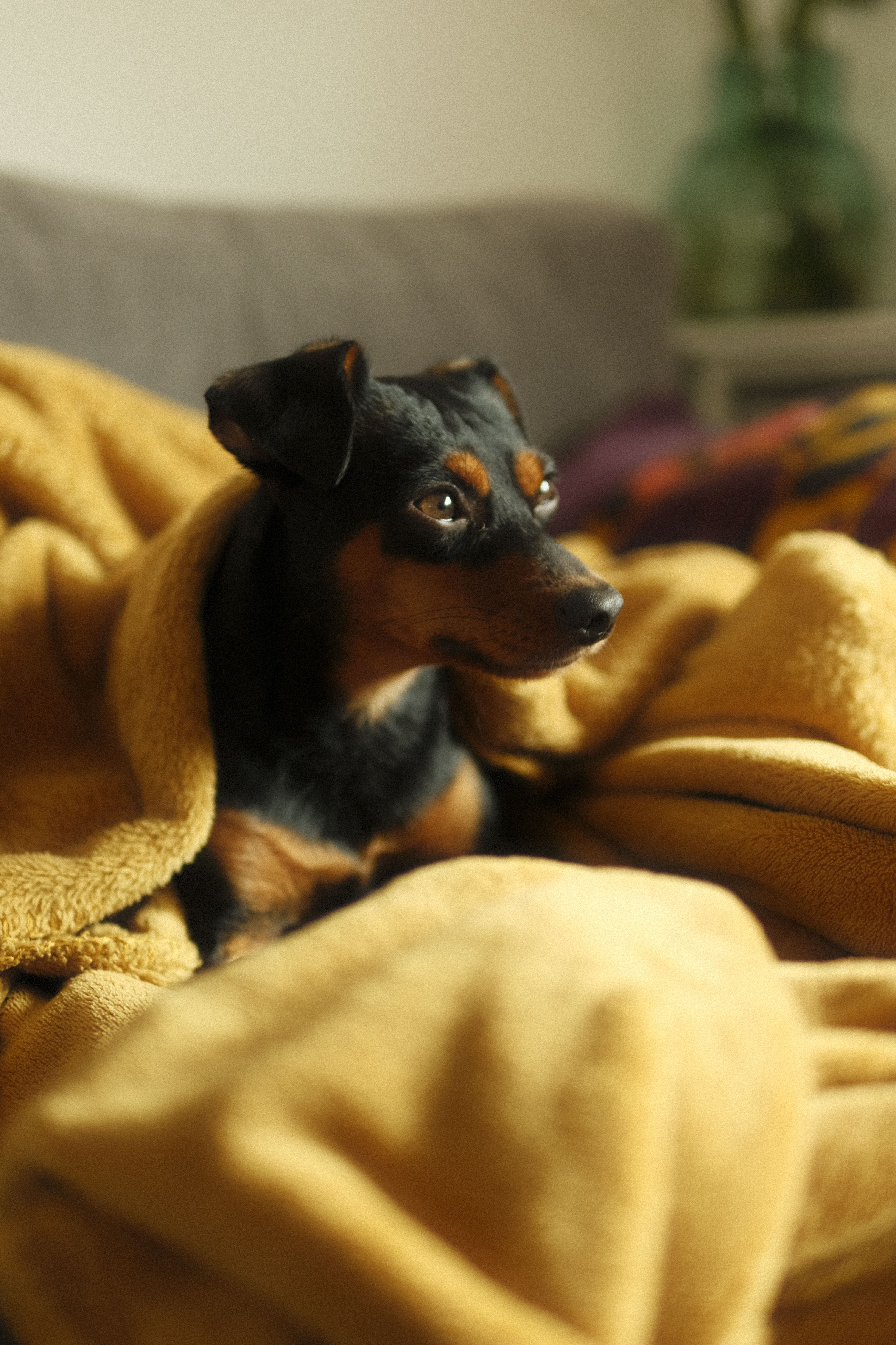 Puppy Covered With Blanket · Free Stock Photo