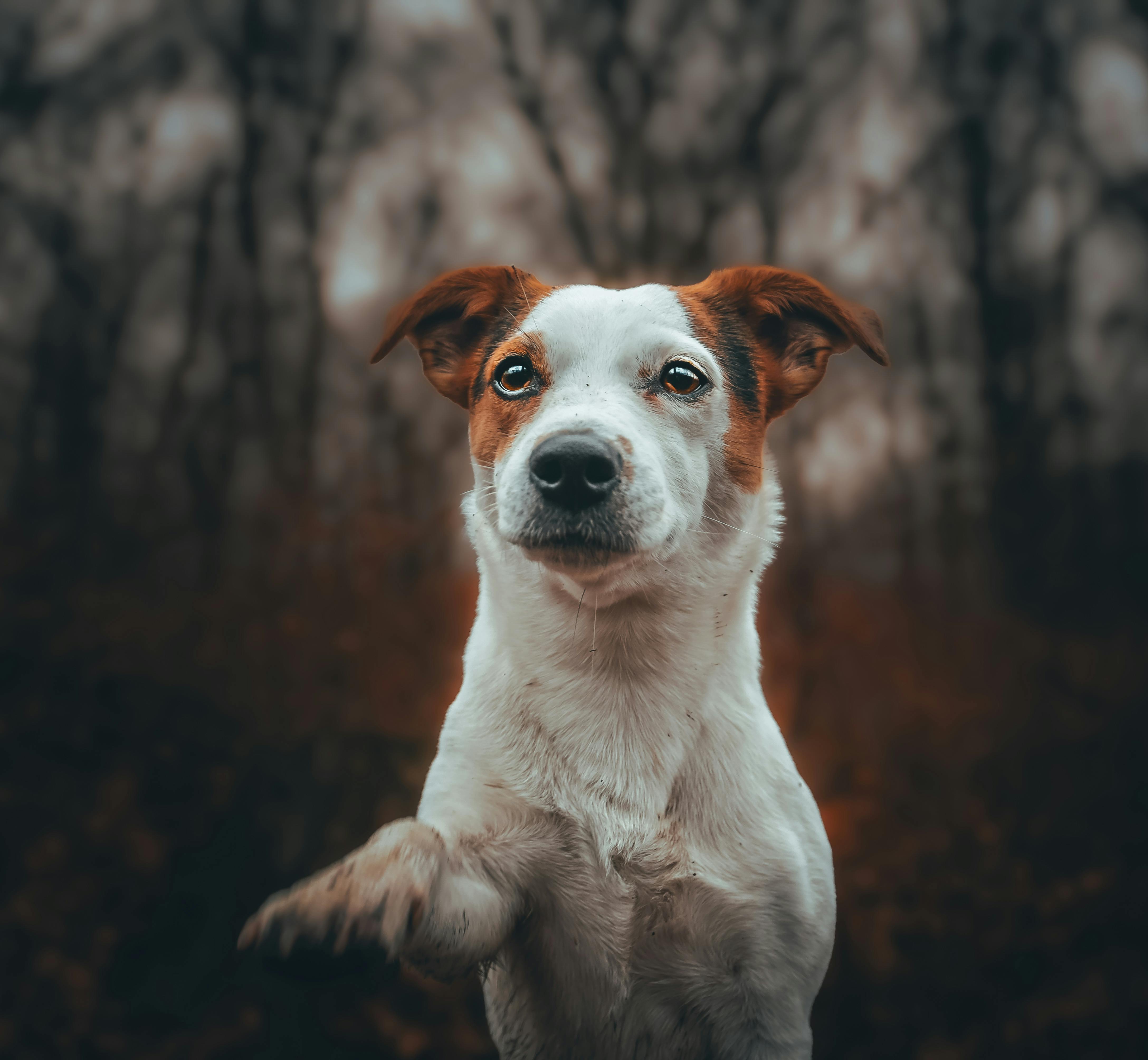 Dog Slideshow Wallpaper Photos, Download The BEST Free Dog Slideshow ...