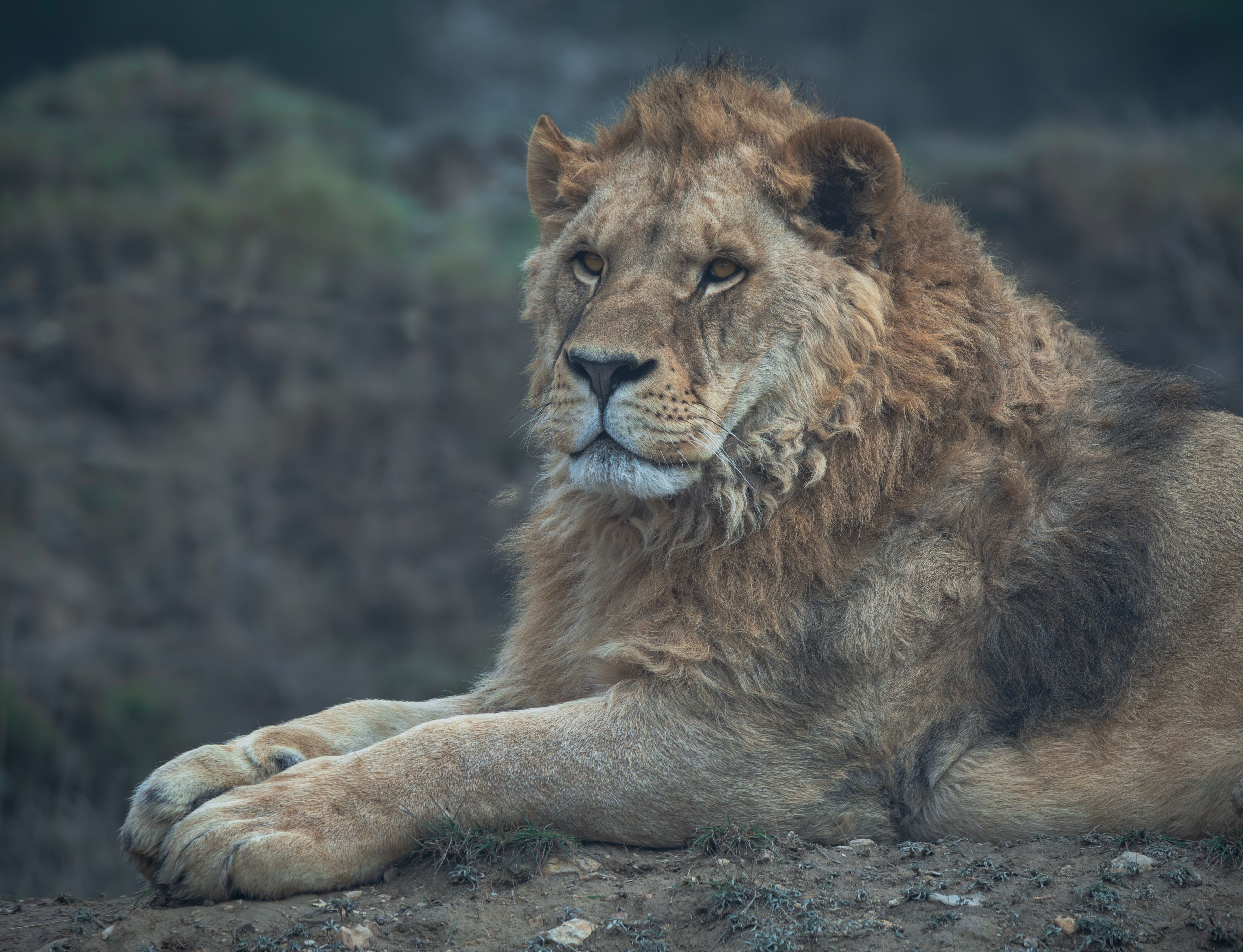 Lion Lying on Ground · Free Stock Photo