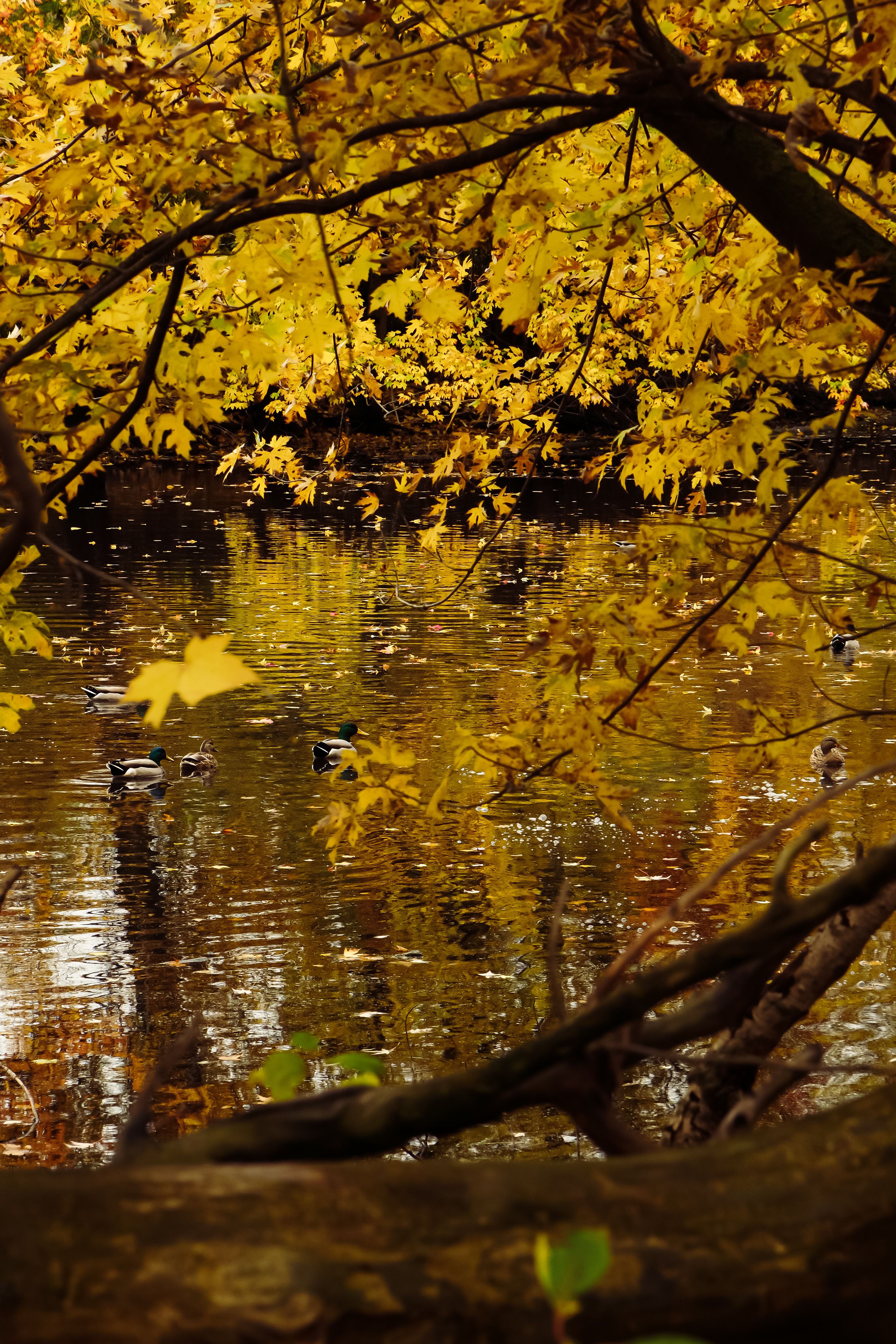 Tree Log in Pond · Free Stock Photo