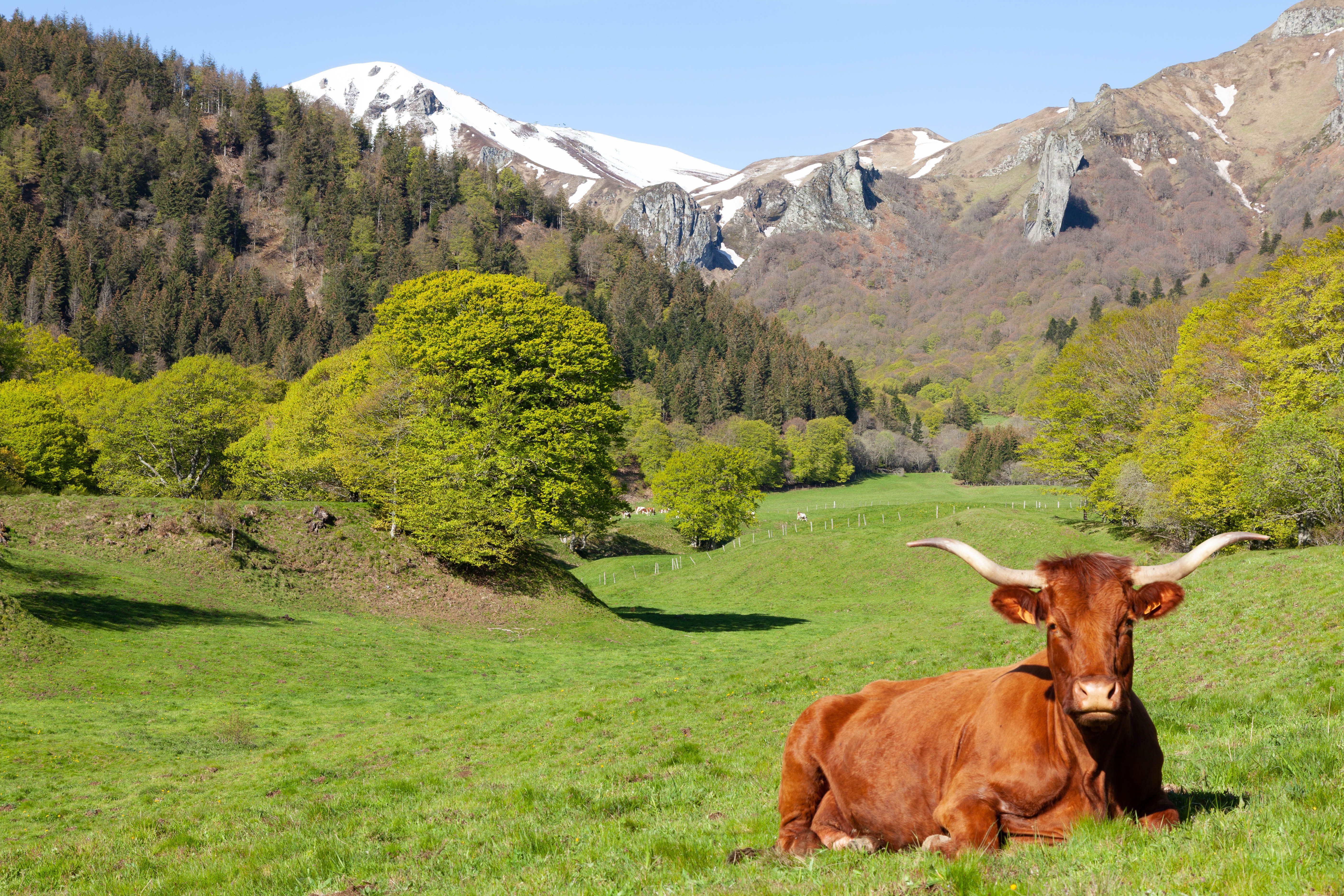 Cow with Horns Lying Down in Valley · Free Stock Photo