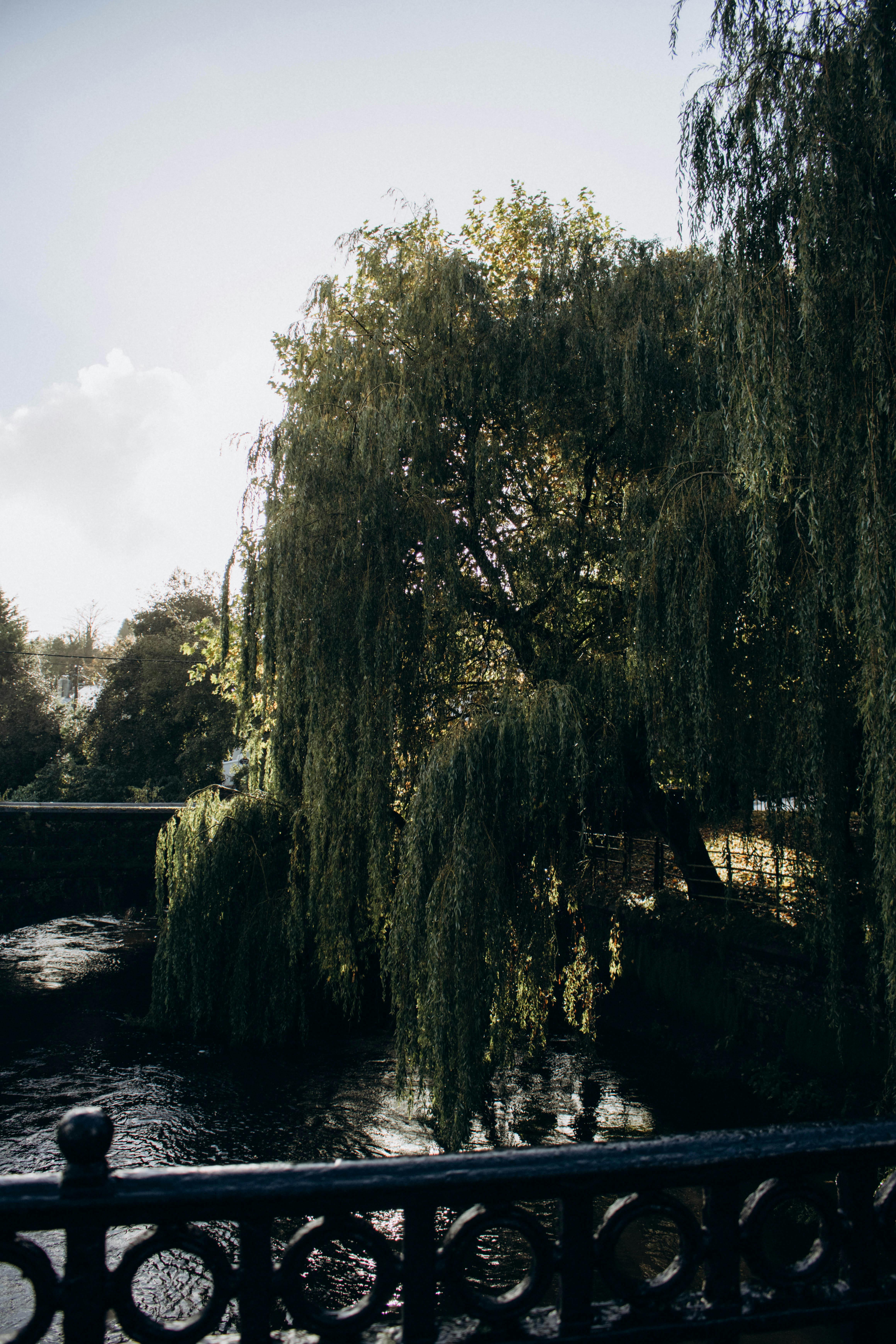Large Tree by River · Free Stock Photo