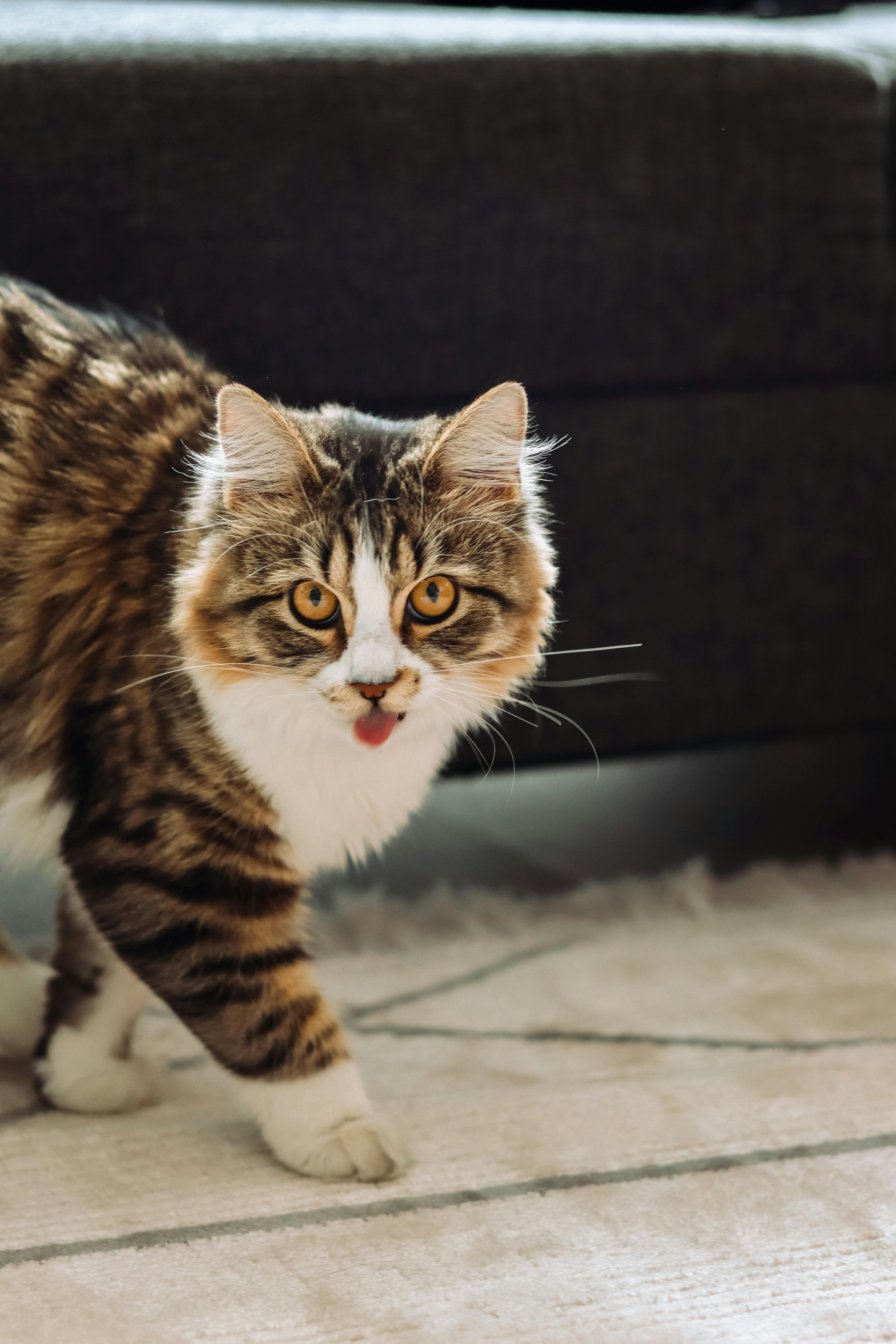 Hand Holding Cat · Free Stock Photo