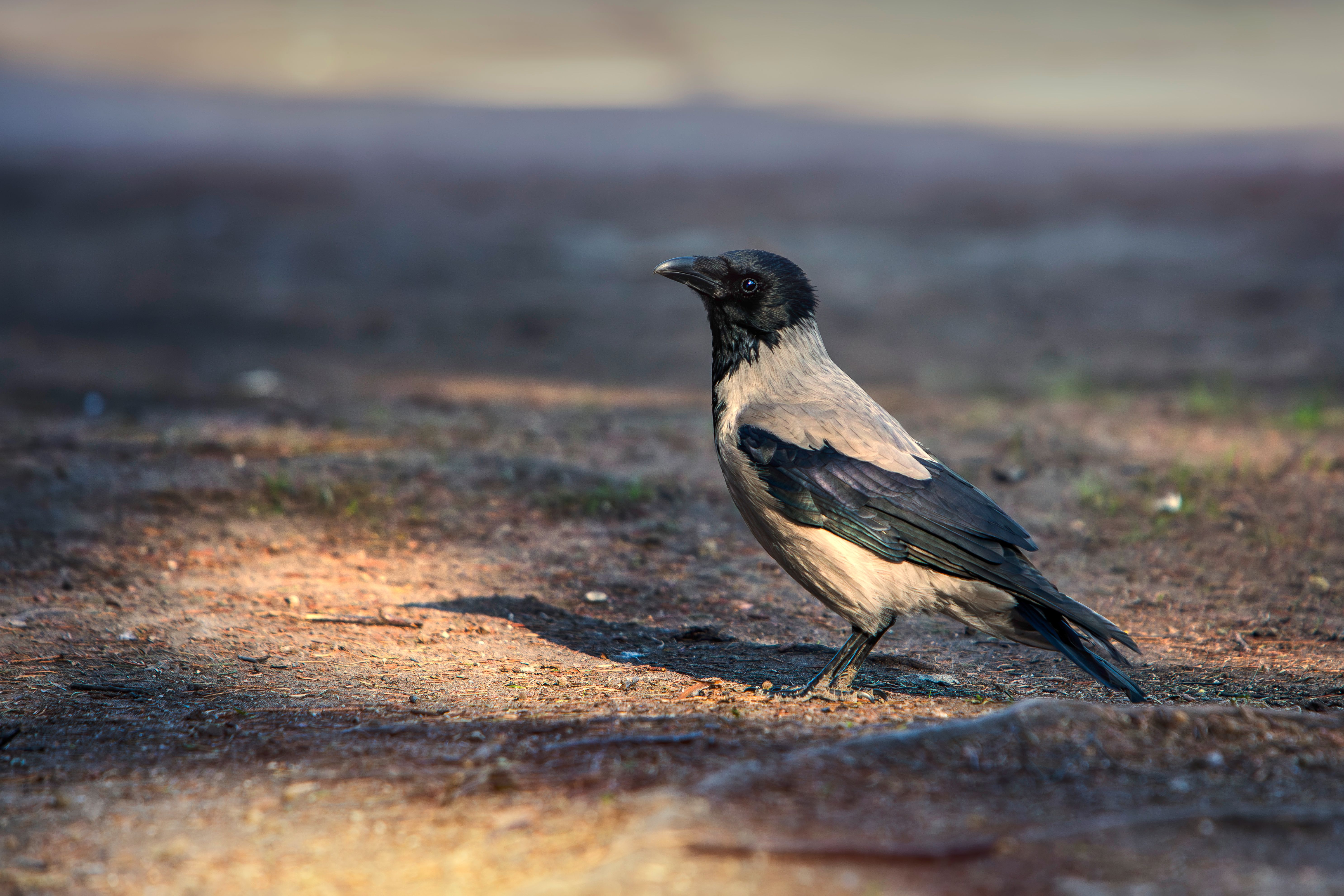 A bird is standing on the ground · Free Stock Photo