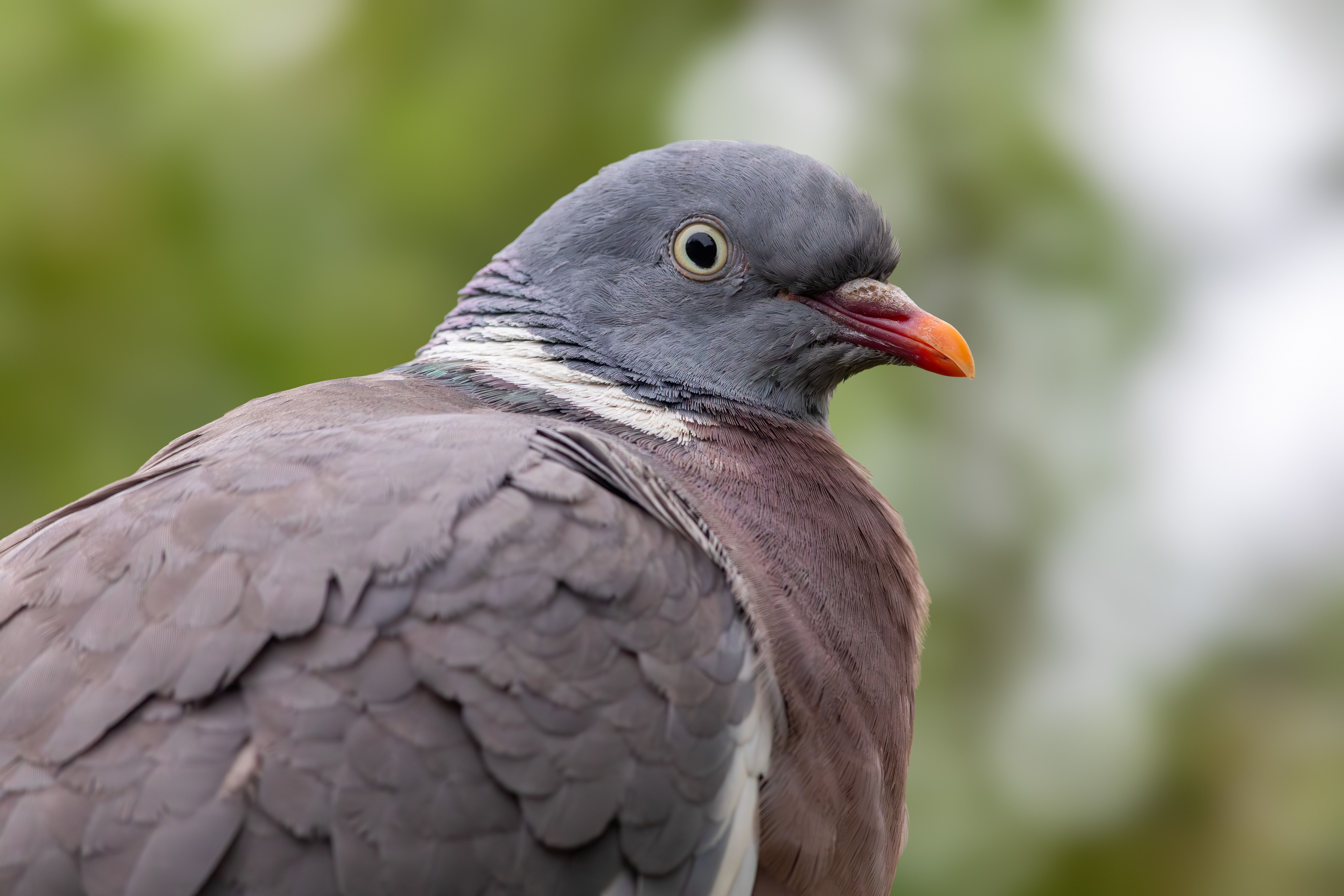 A pigeon is looking at the camera · Free Stock Photo