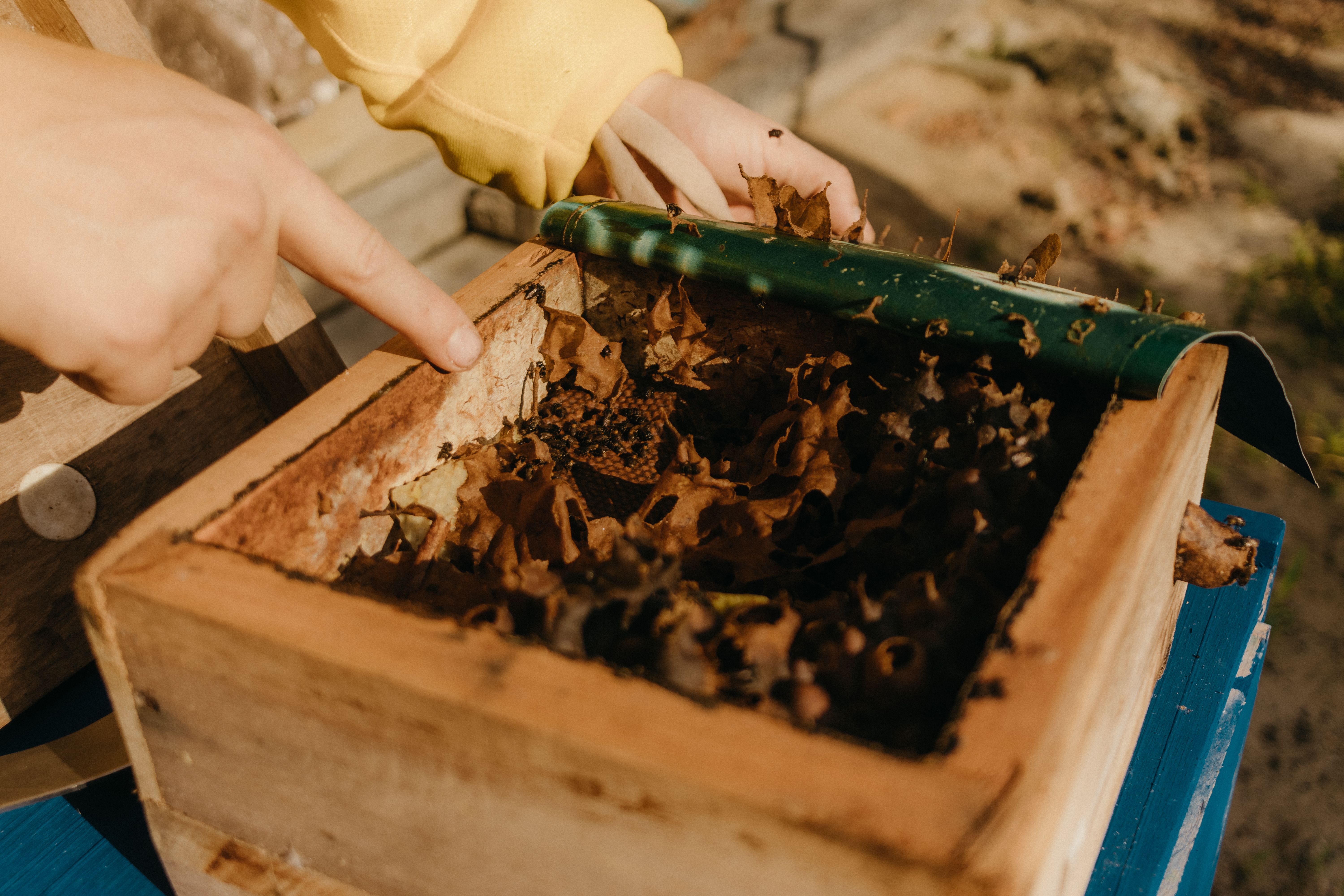 Hands Holding Beehive · Free Stock Photo