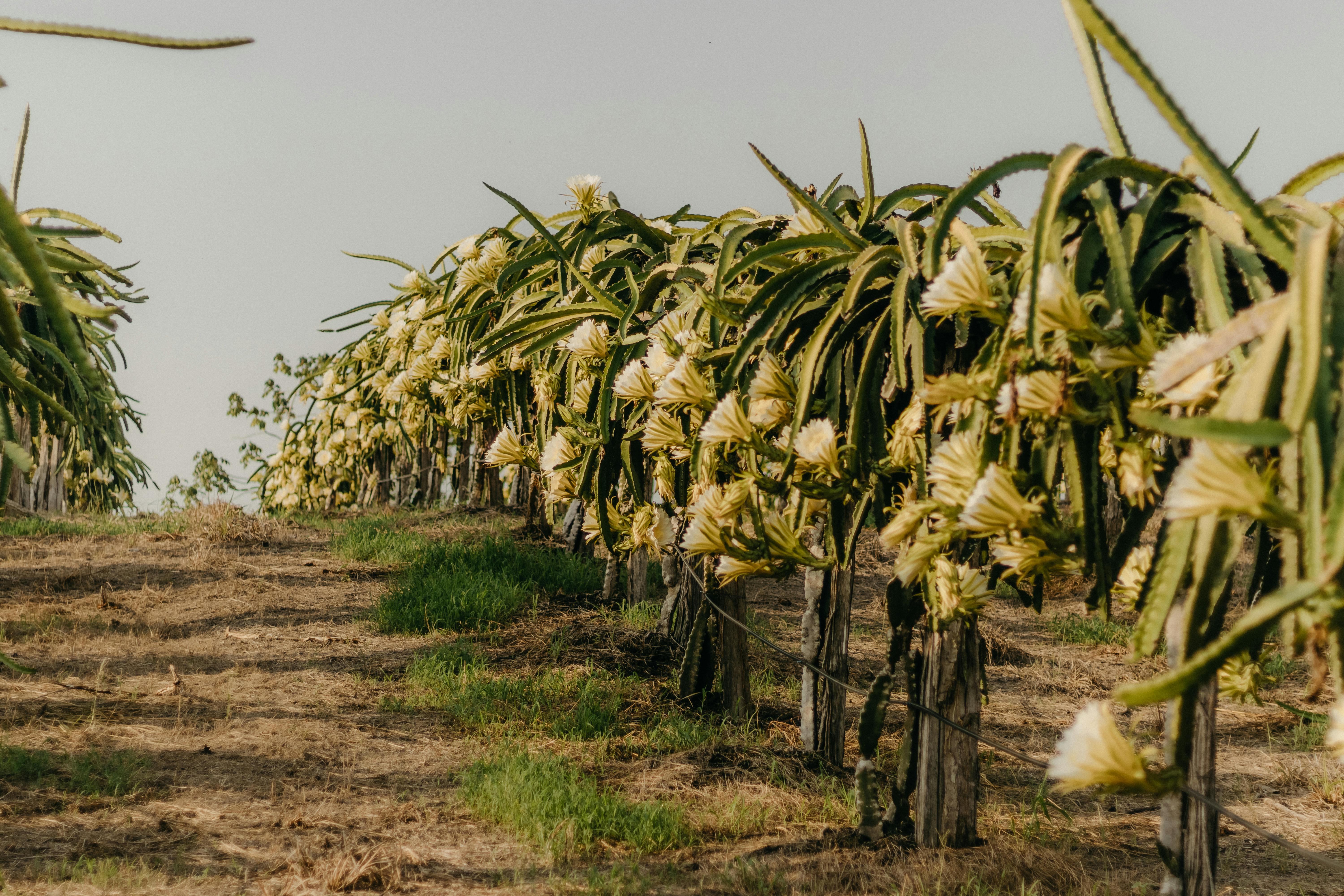 Foto de stock gratuita sobre agricultura, cactus, cactus grandes ...