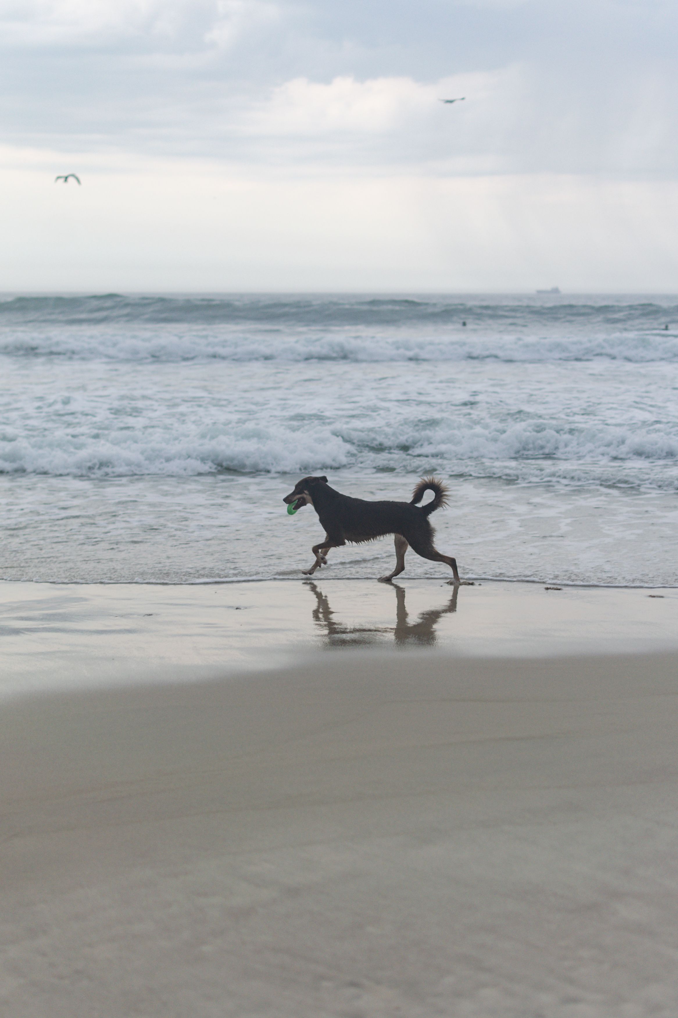 Dog on Sea Shore · Free Stock Photo