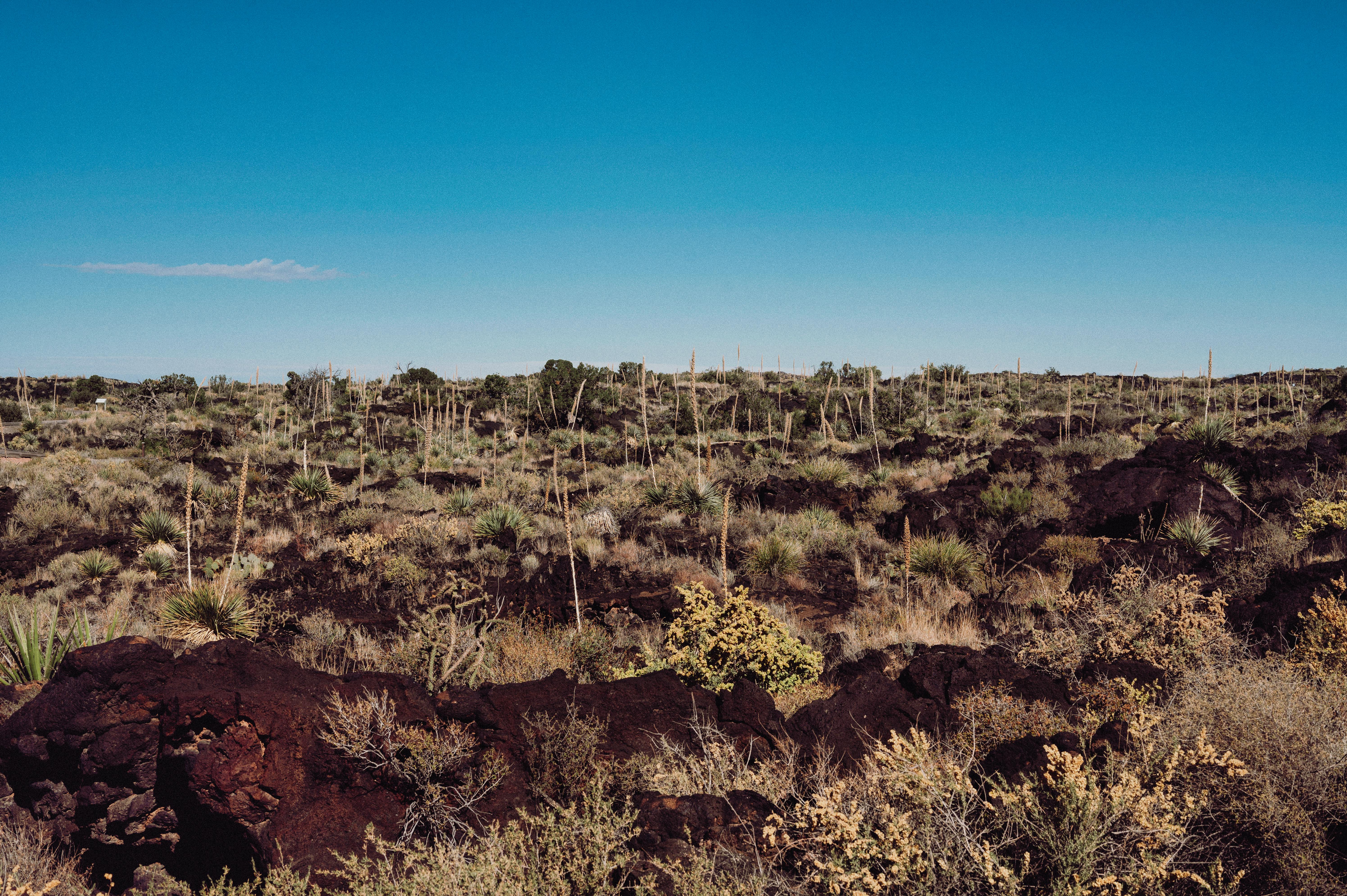 Summer Vegetation in Plain · Free Stock Photo