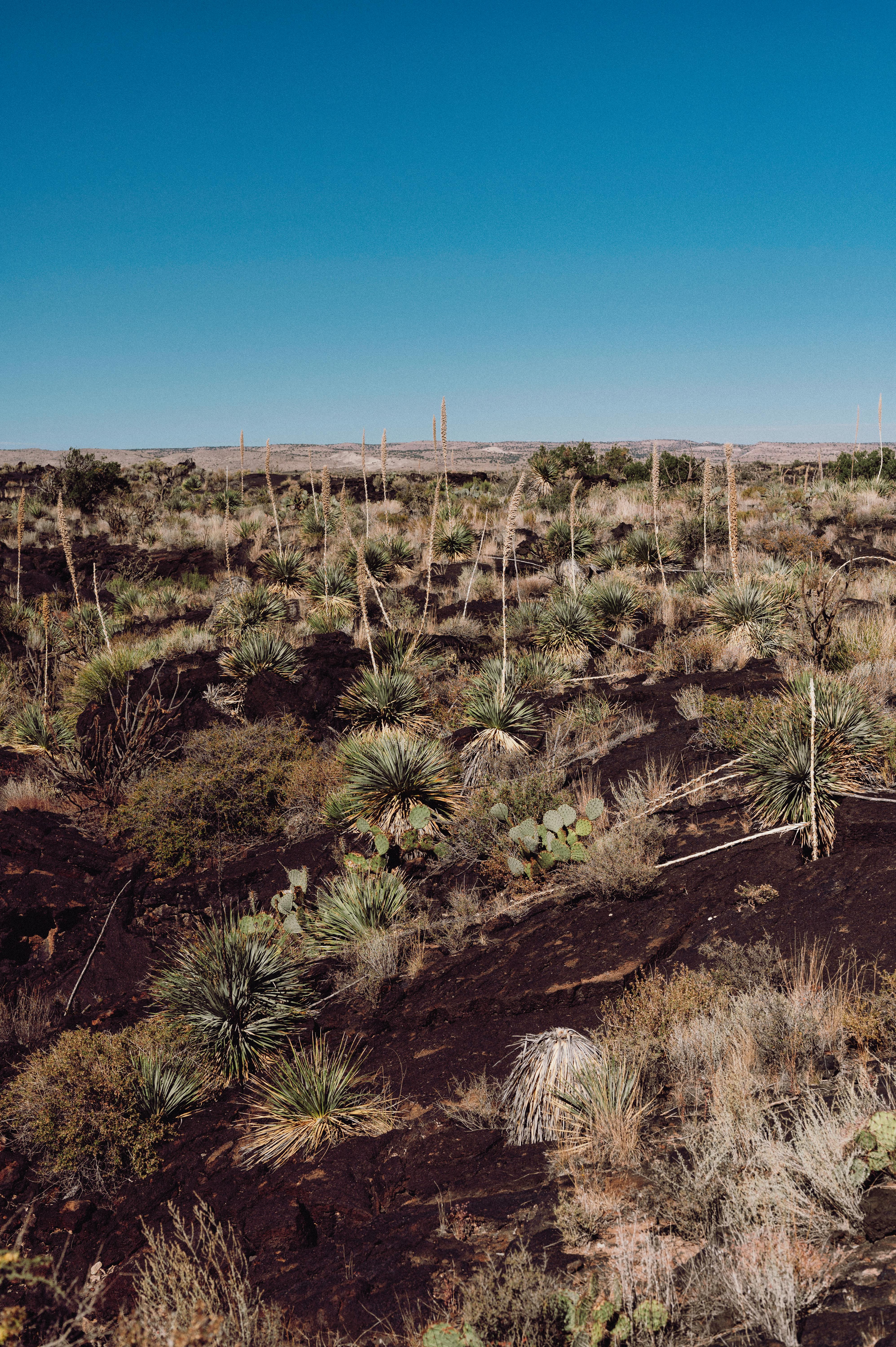 Blue Sky in Summer · Free Stock Photo