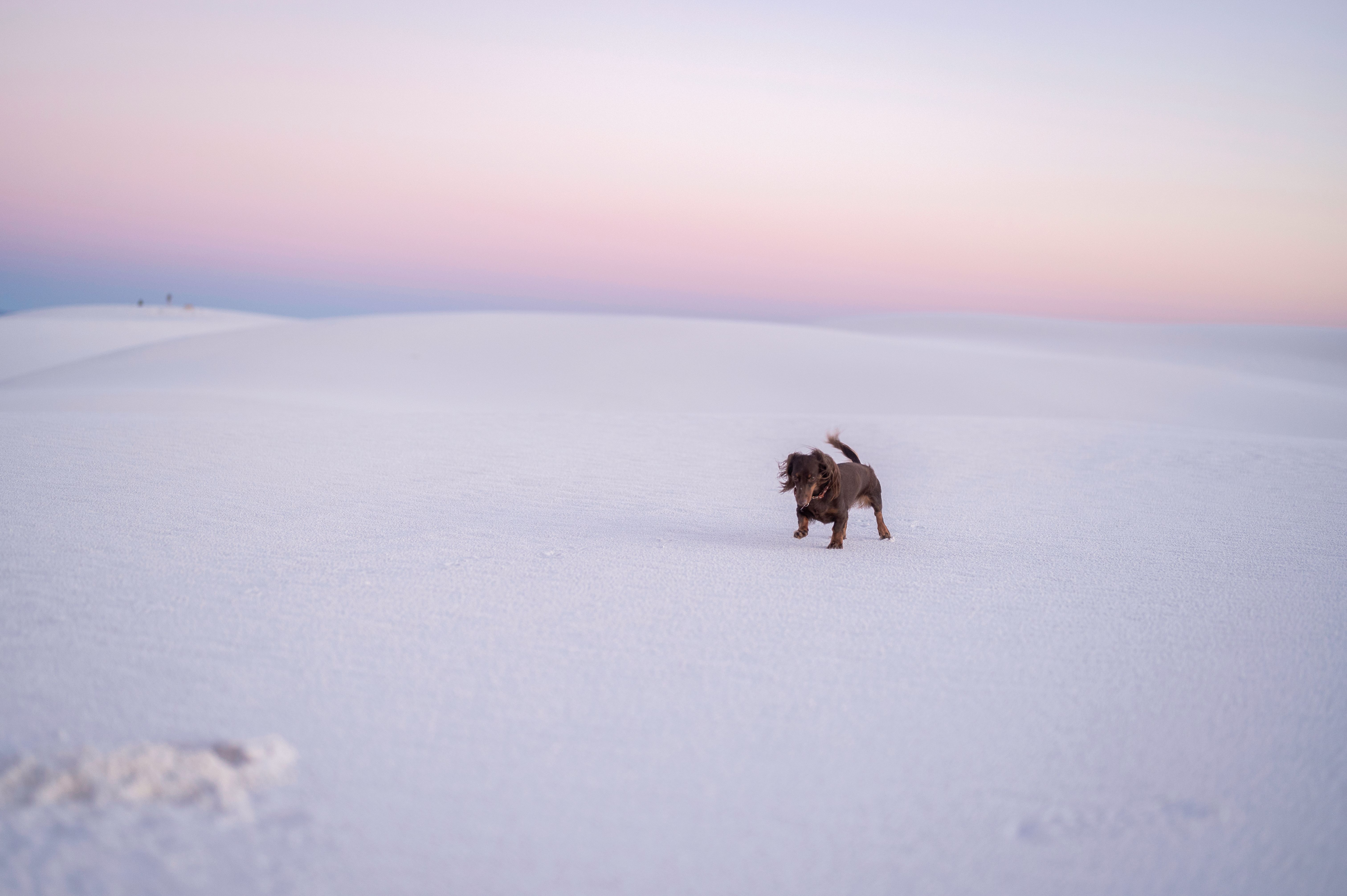 Dog in White Sand Desert at Dawn · Free Stock Photo
