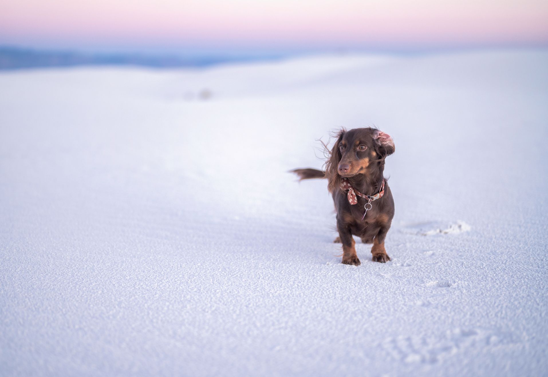 Isabella Dapple Dachshund: A Comprehensive Guide