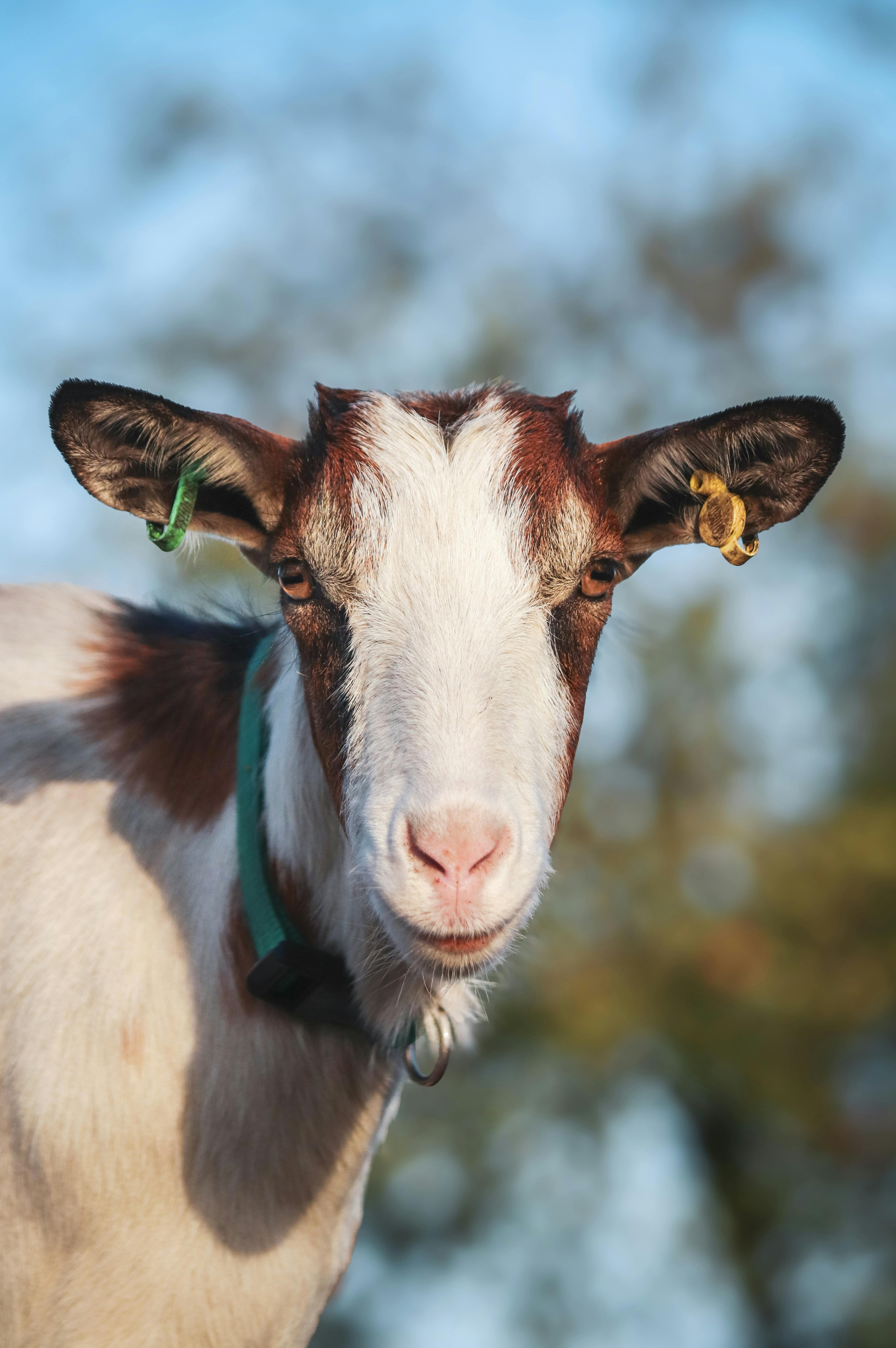 Close up of Goat Head · Free Stock Photo