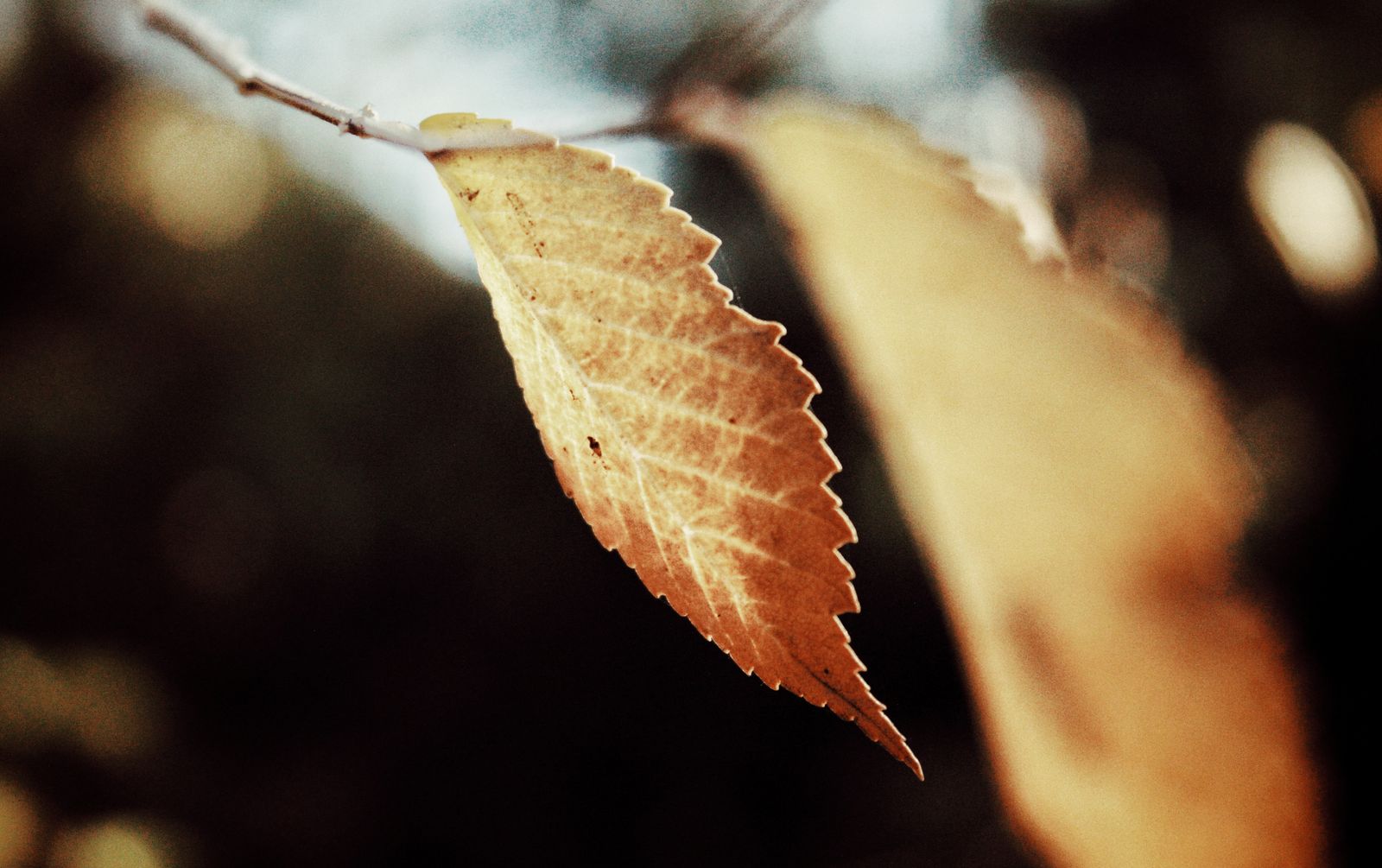 Autumn Leaf Photos, Download The BEST Free Autumn Leaf Stock Photos ...