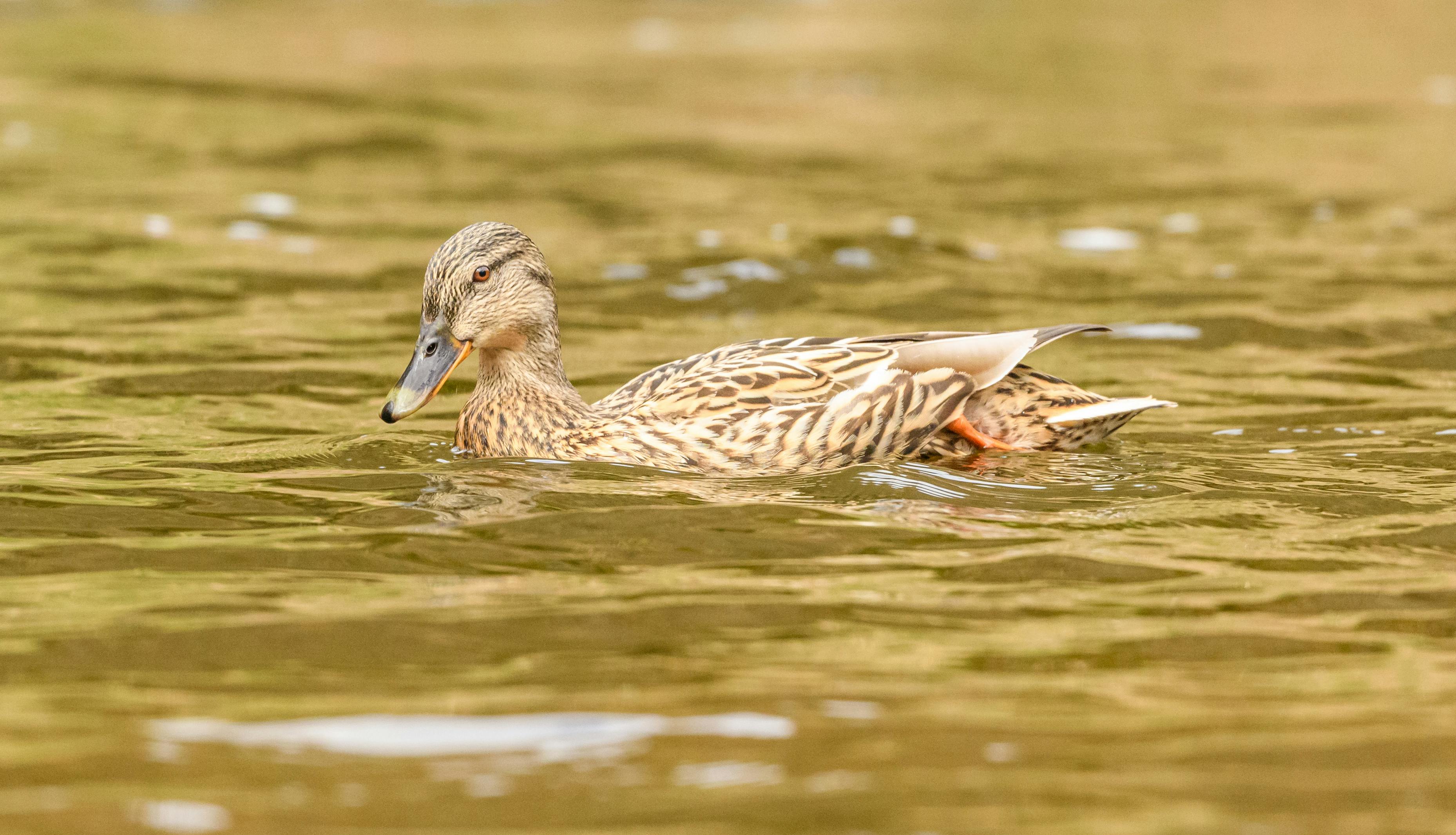 Duck Landing on Water · Free Stock Photo