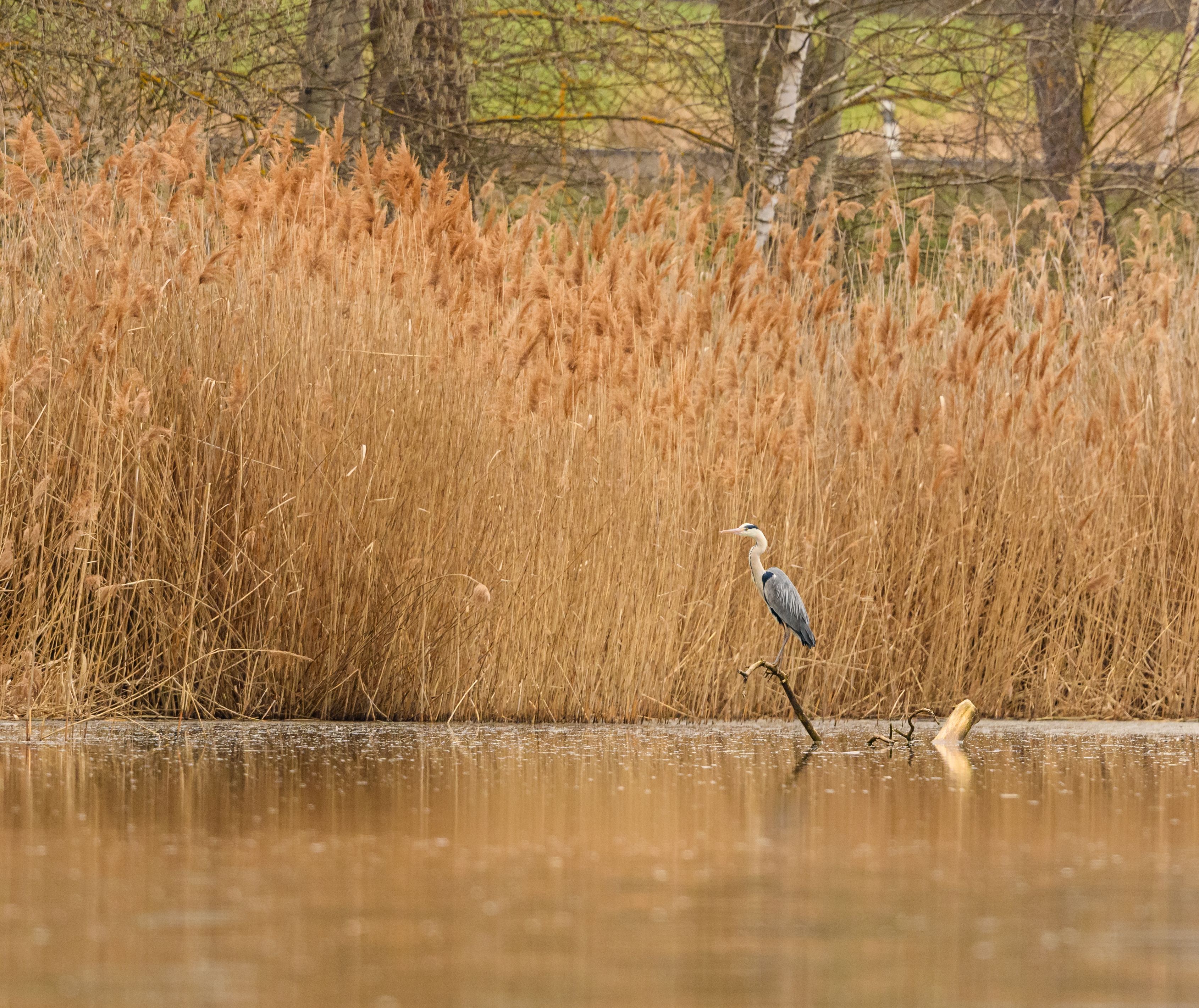 Photo of a Night Heron Perching on a Branch · Free Stock Photo