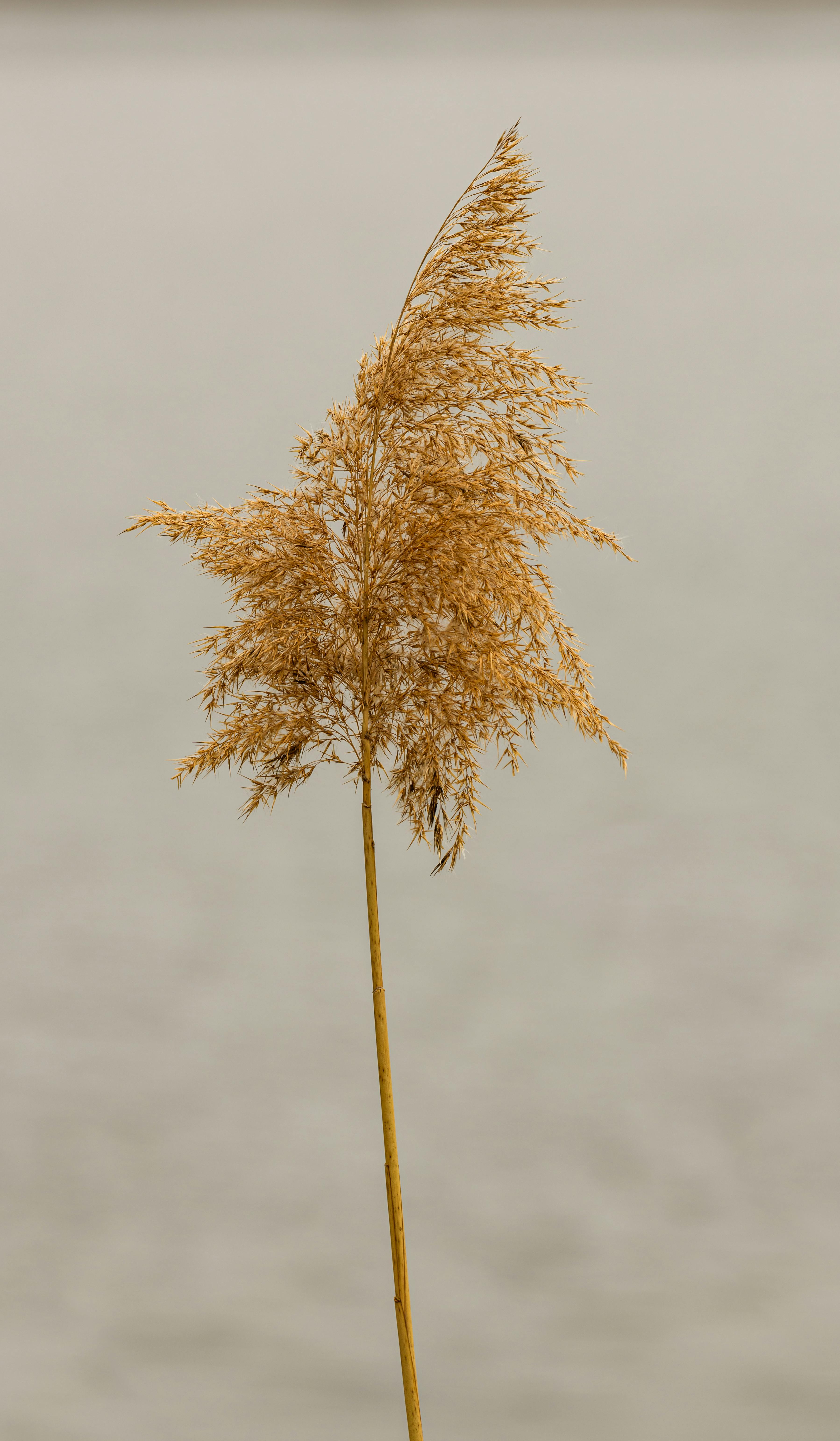 Close Up Photo of Dry Reed · Free Stock Photo