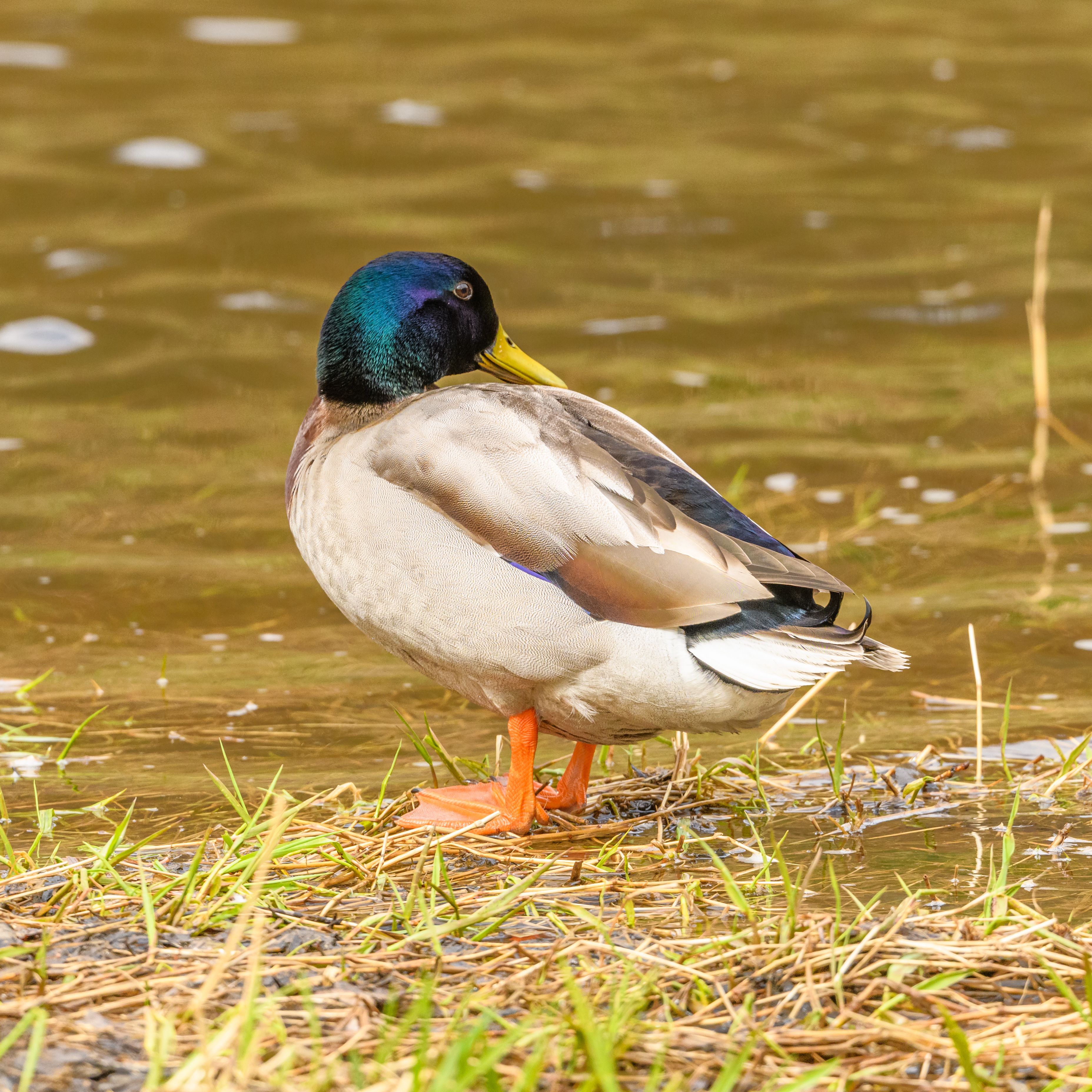 Male Mallard Duck Standing by Water · Free Stock Photo