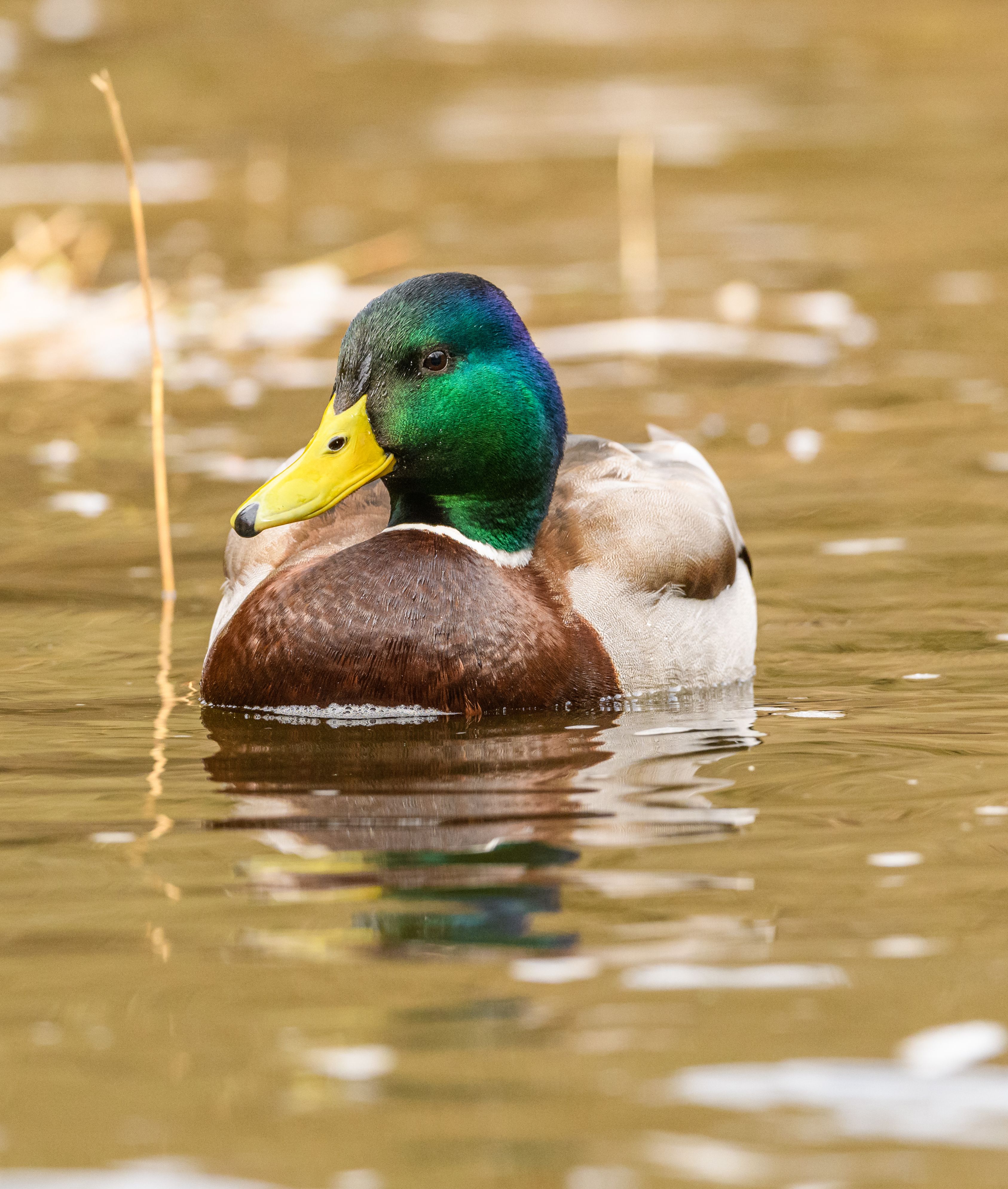Depth of Field Photography of Mallard Duck on Body of Water · Free ...