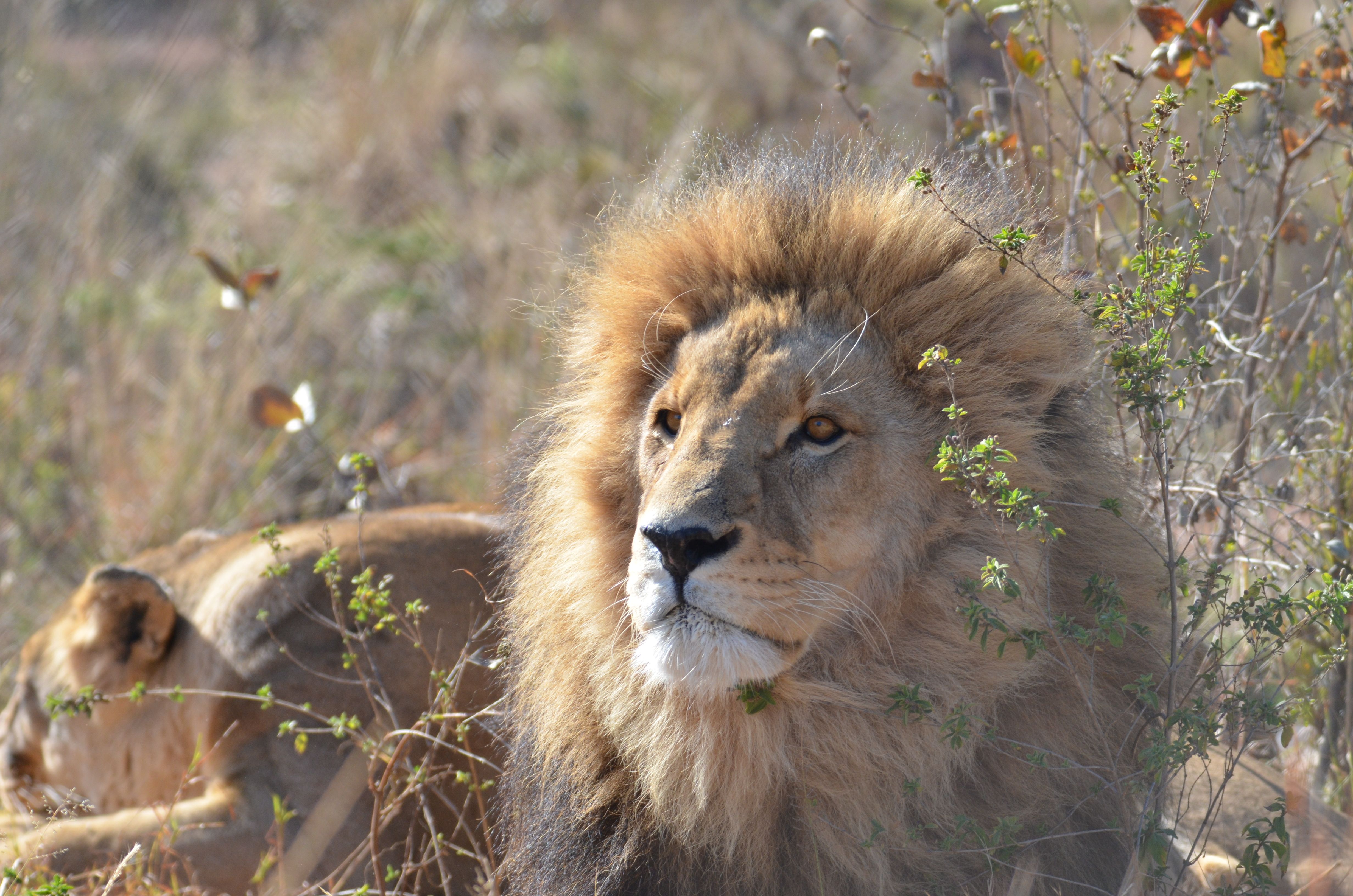 Large Lion Lying on Ground · Free Stock Photo