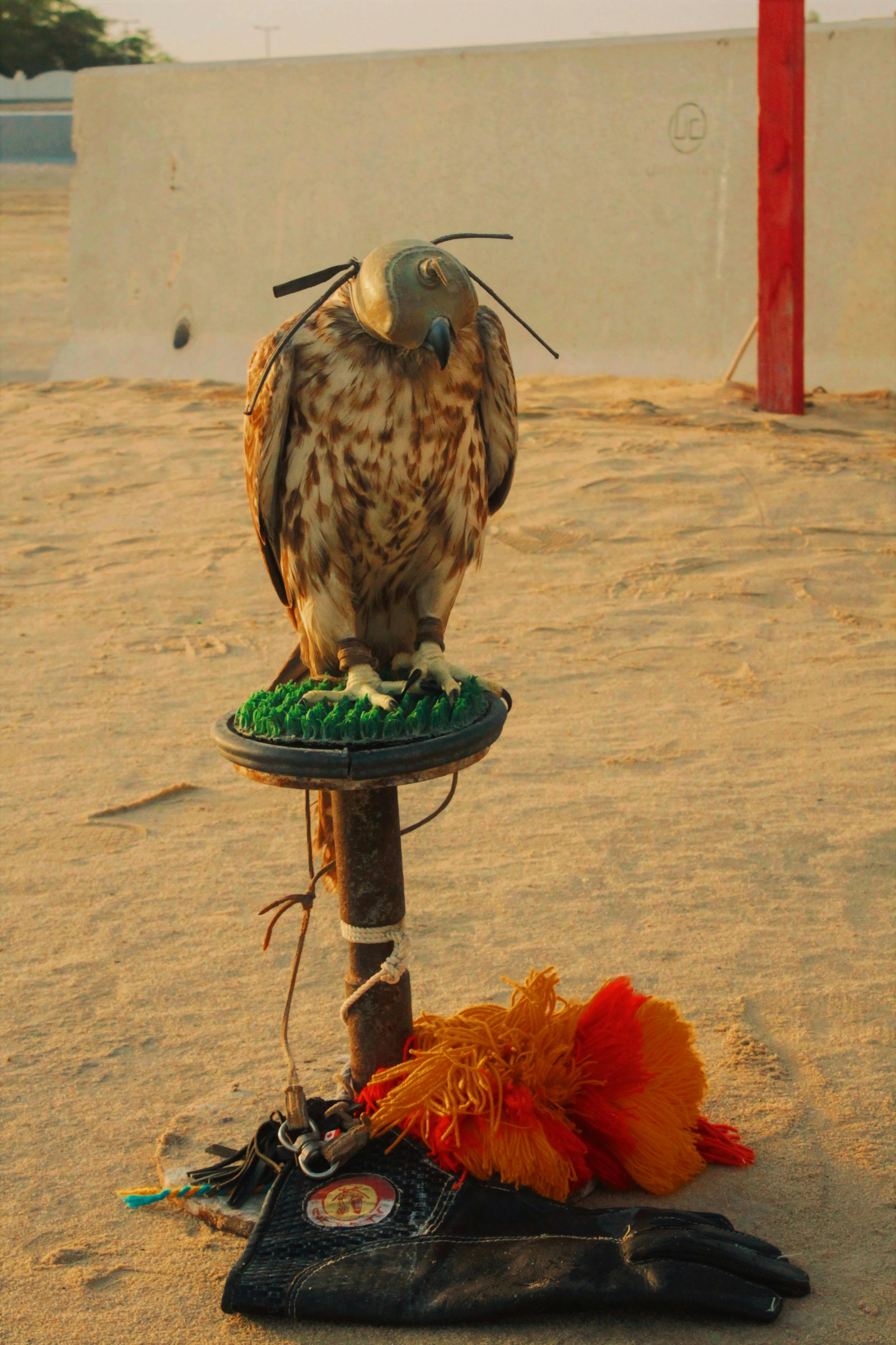 Hawk in Hat on Stand · Free Stock Photo