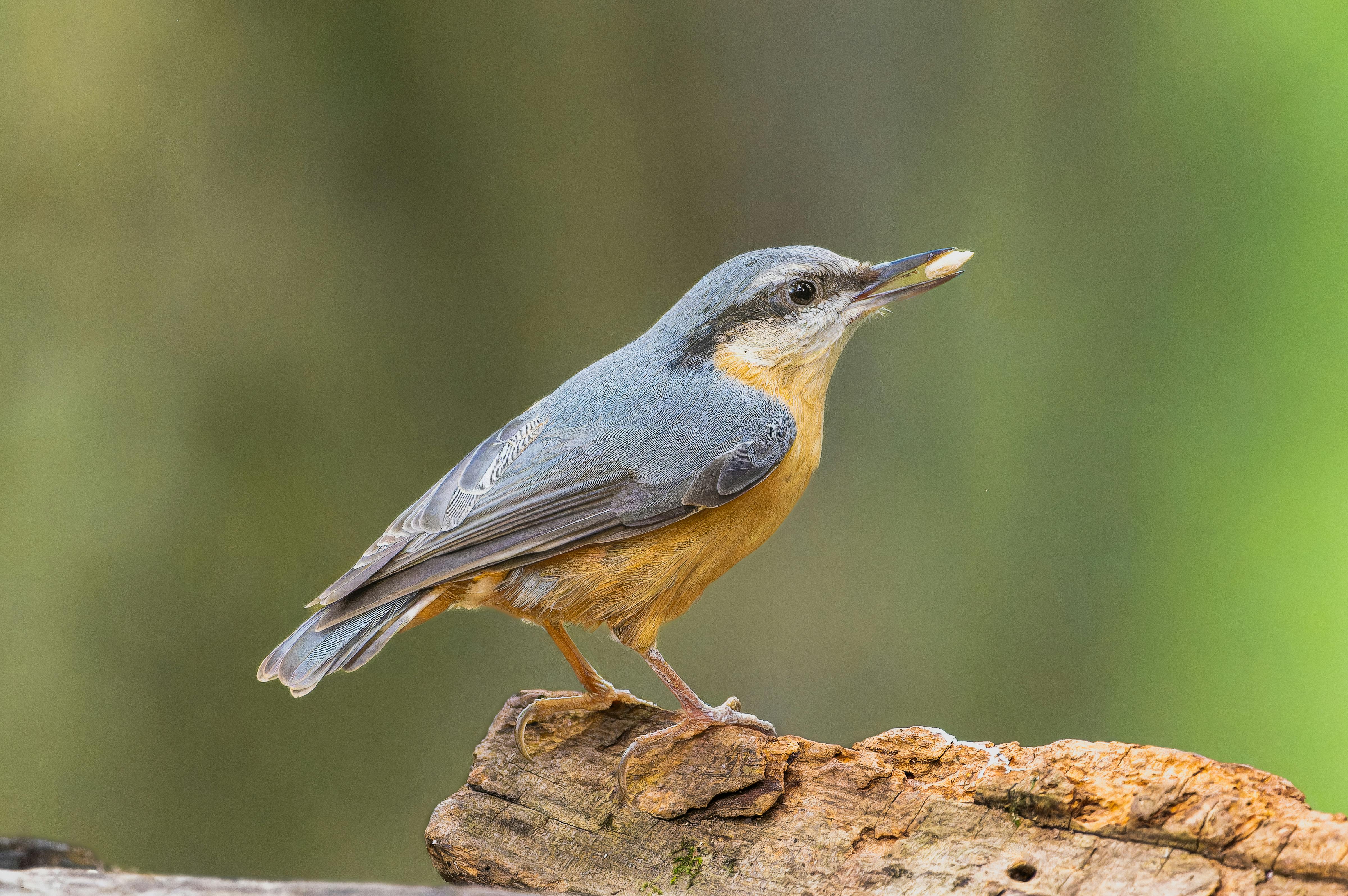 Eurasian Nuthatch with a Grain in its Beak · Free Stock Photo