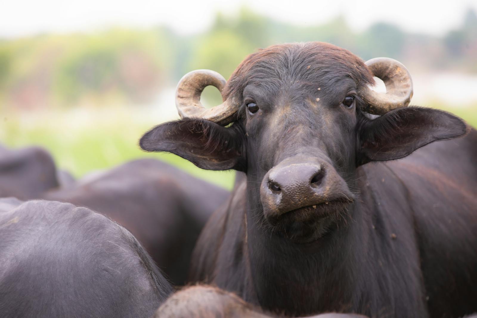 Murrah Buffalo Photos, Download The BEST Free Murrah Buffalo Stock Photos & HD Images