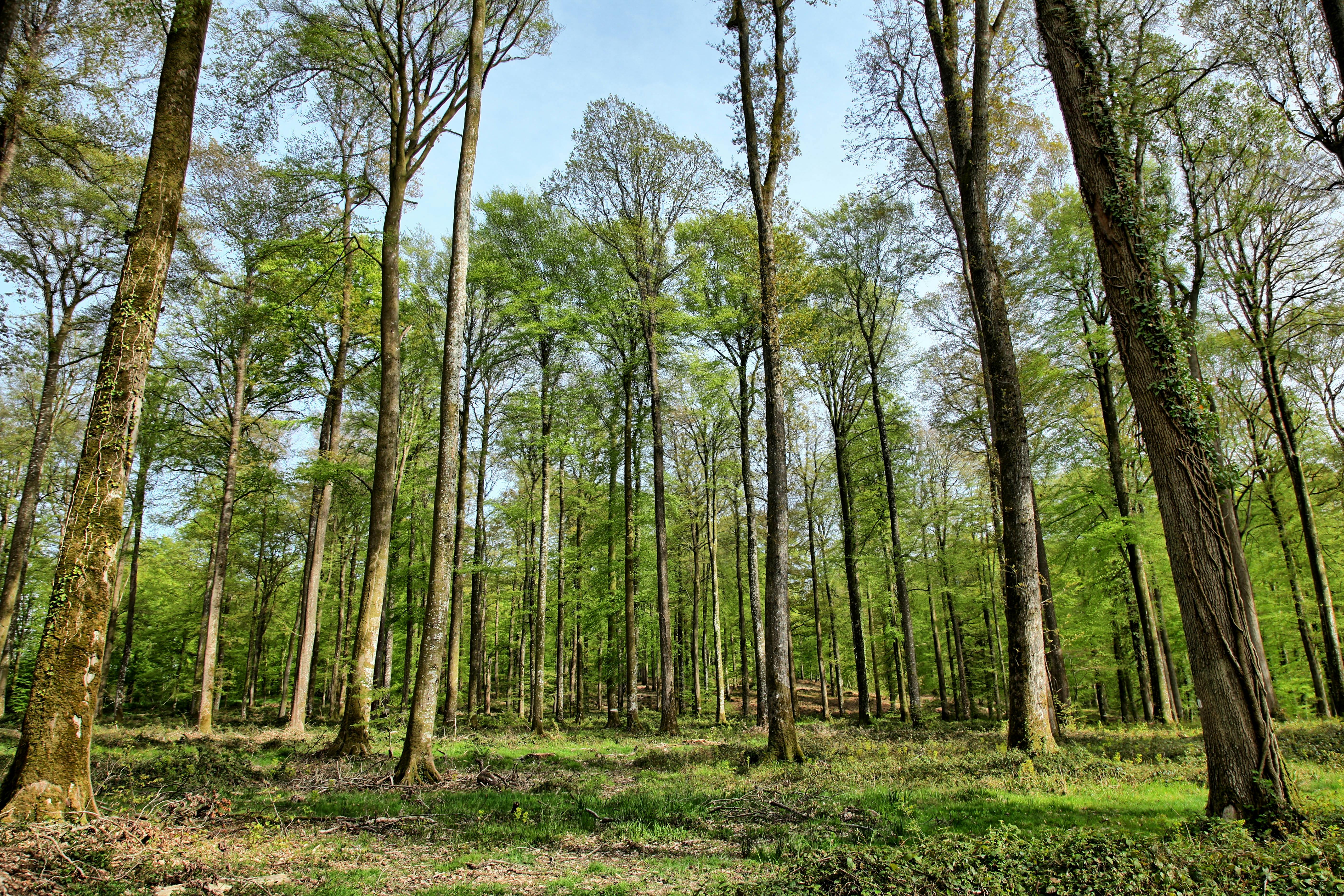 Trees in Forest in Countryside · Free Stock Photo