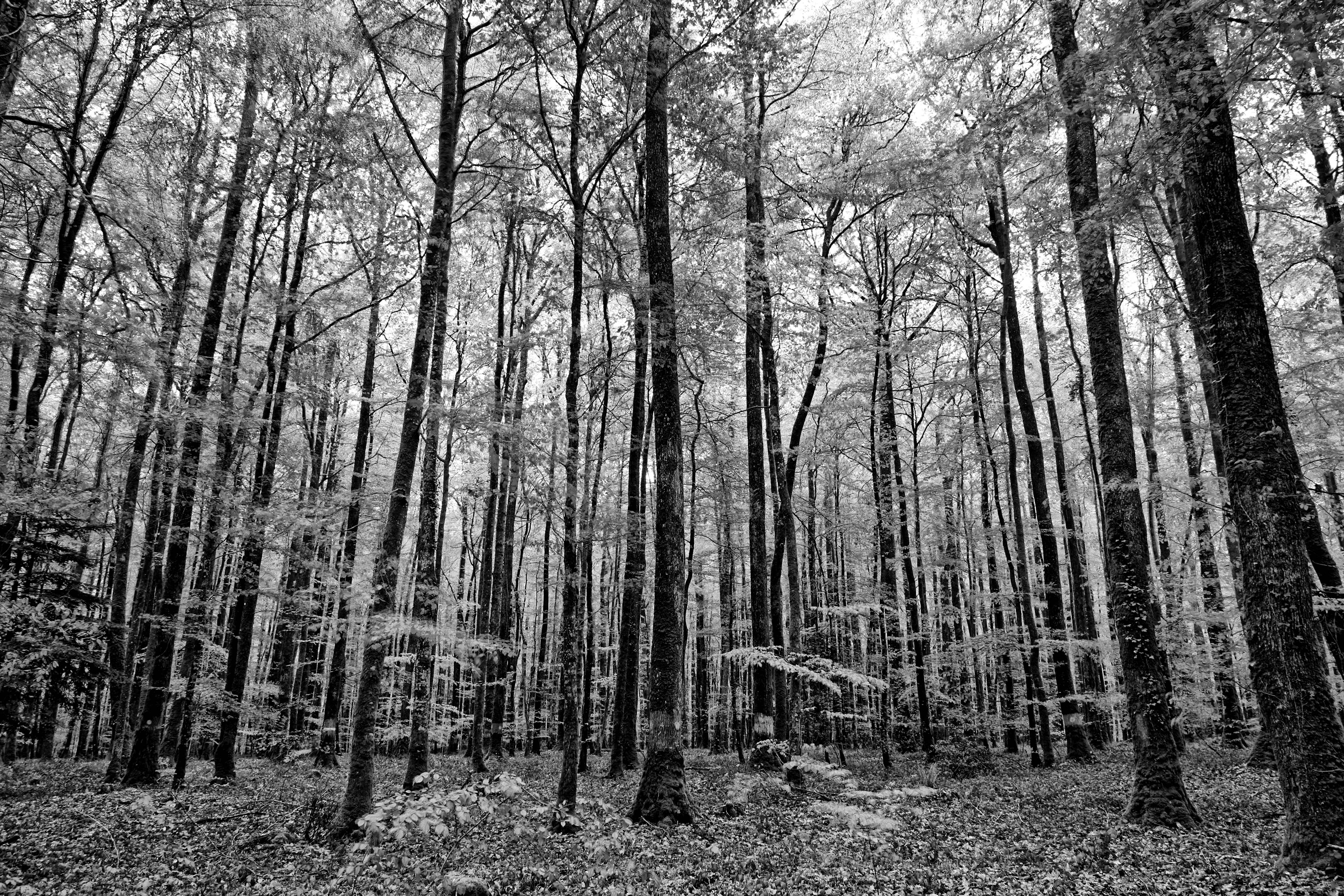 Tall Trees in Woods in Normandy, France · Free Stock Photo