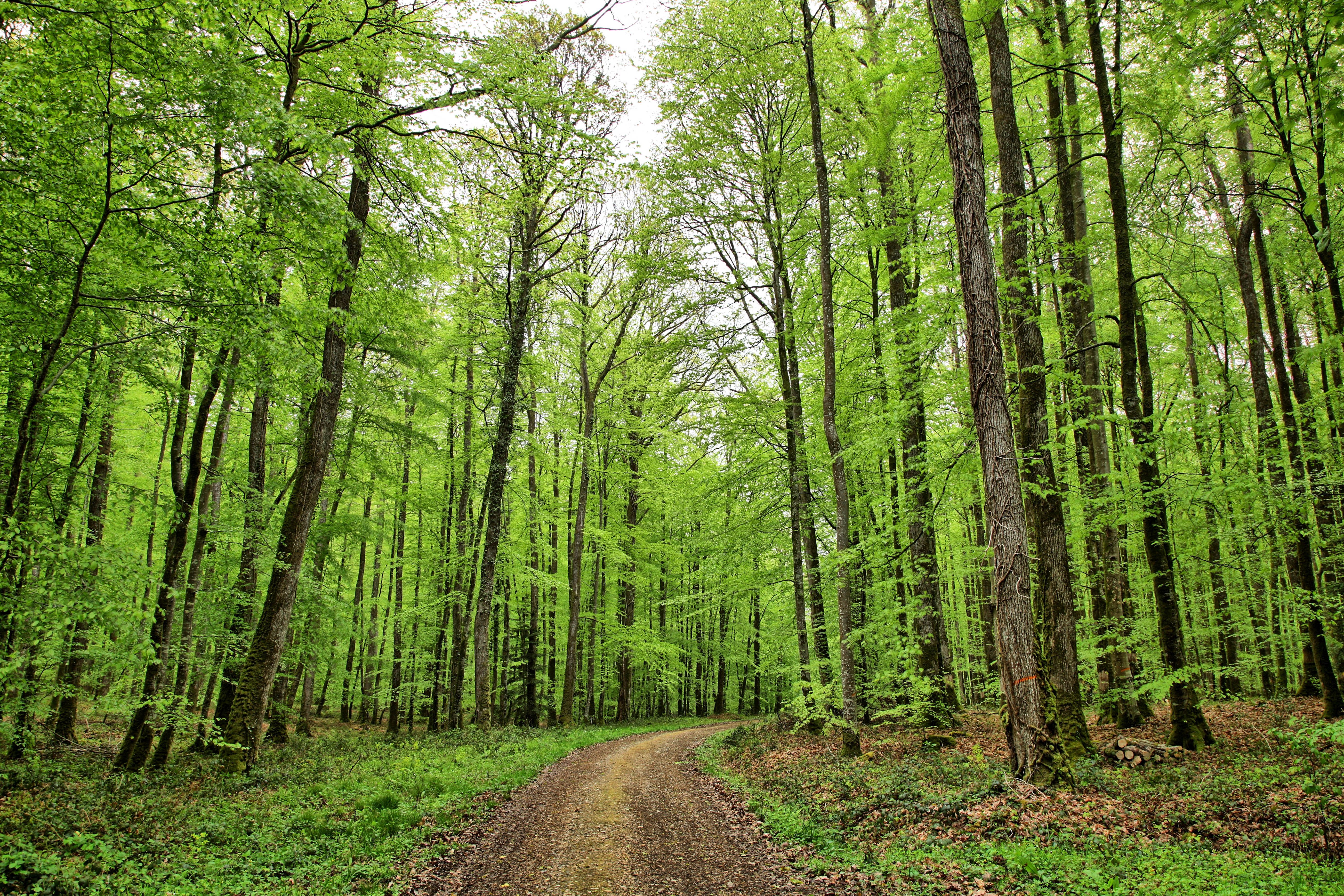 Foto de stock gratuita sobre bosque, caduco, camino de tierra ...