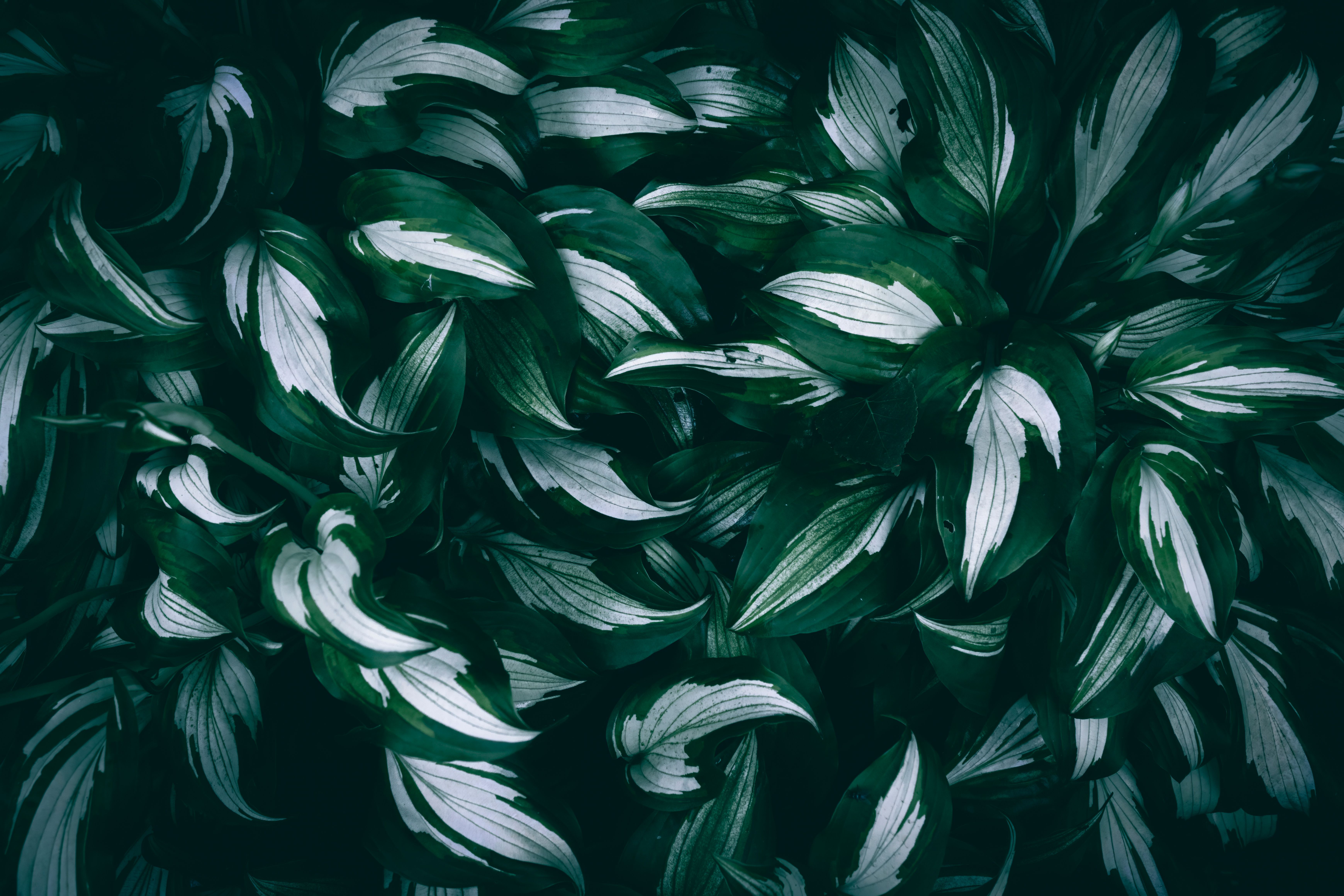 Dark green Hosta plant leaves pattern texture · Free Stock Photo
