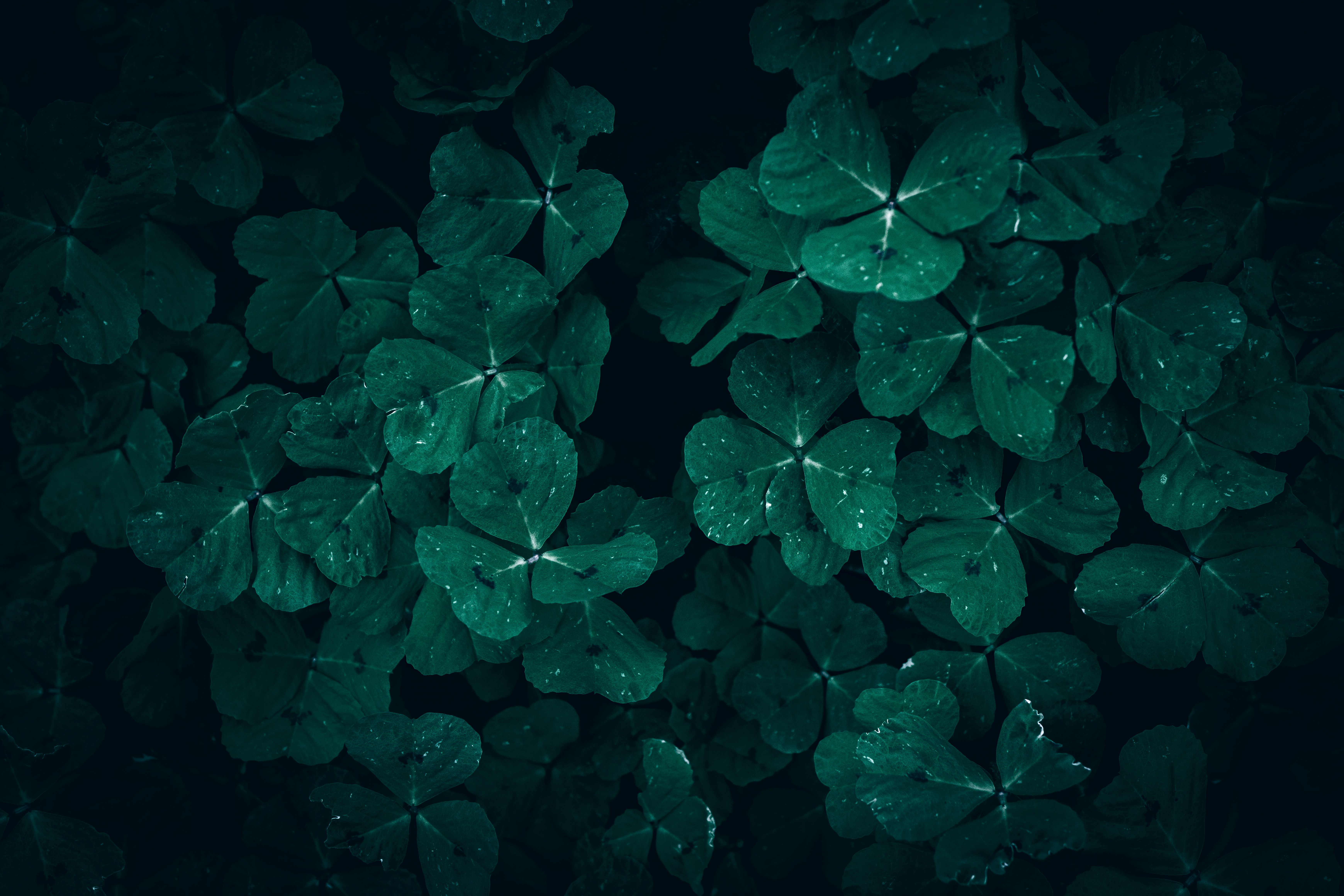 4 Leaf Clover Field Photos, Download The BEST Free 4 Leaf Clover Field ...